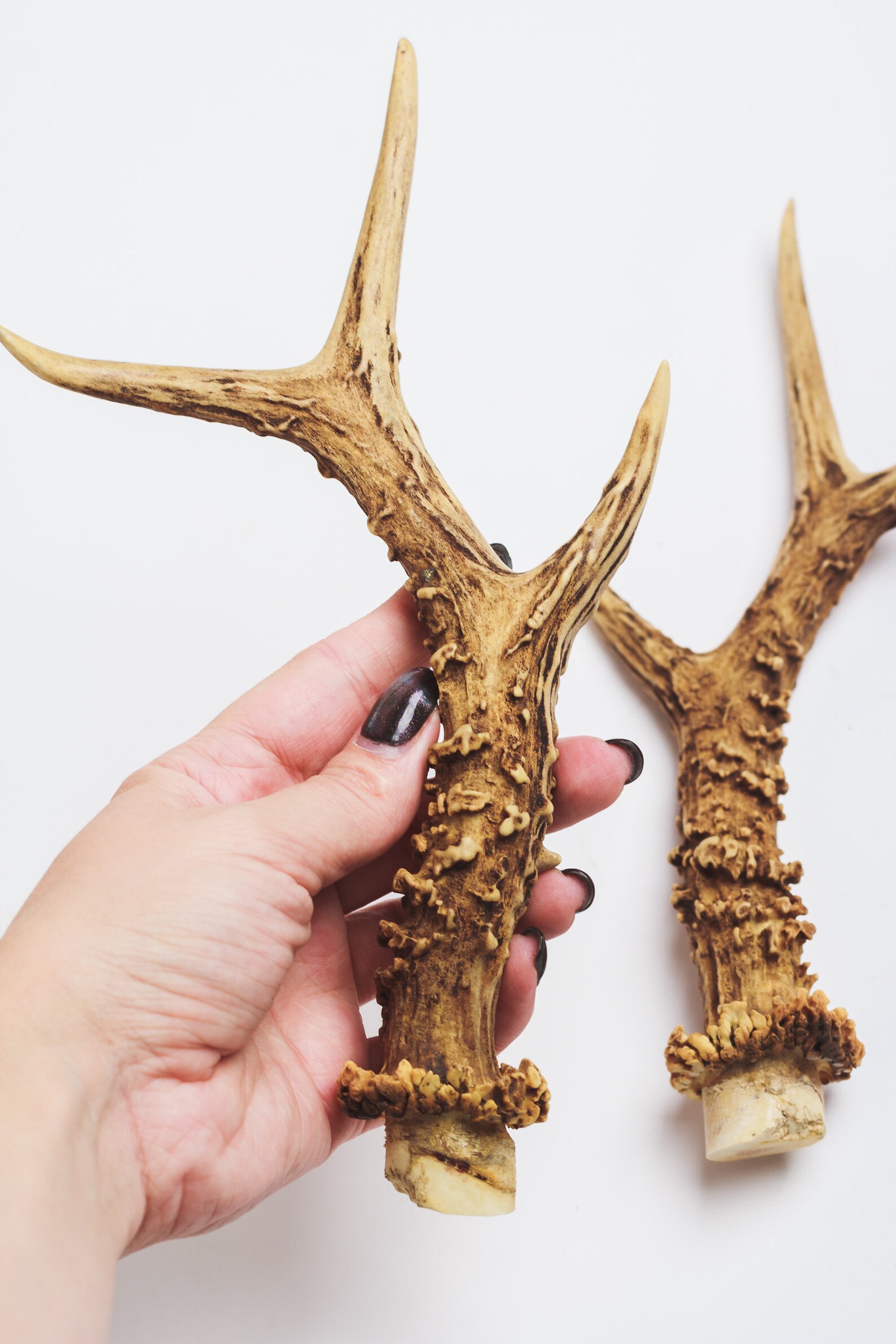 Natural Deer Antler Horns Pair Two Real Animal Horns Decor | Etsy