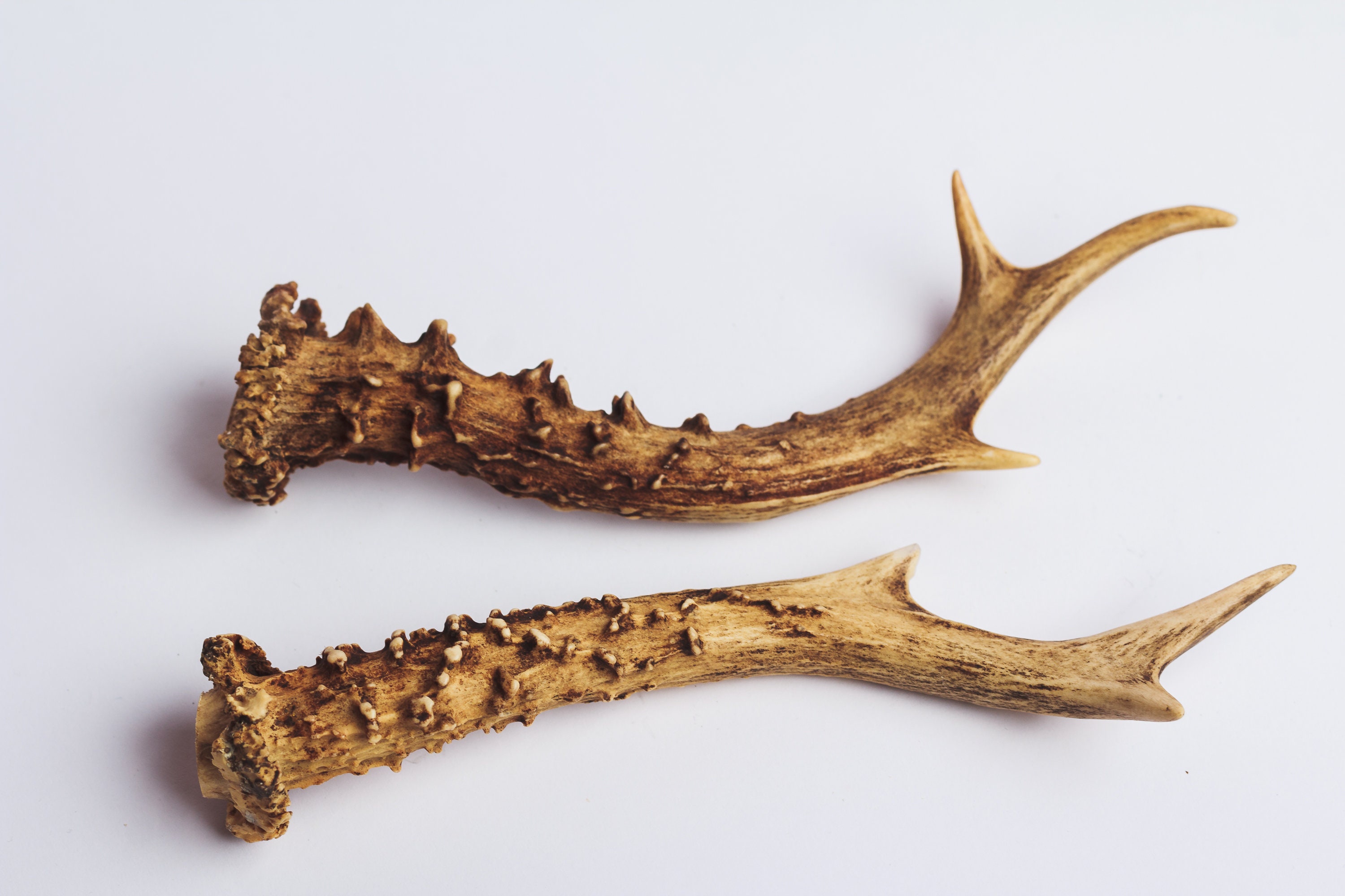 Natural Deer Antler Horns Set of 5 Real Animal Horns Decor | Etsy