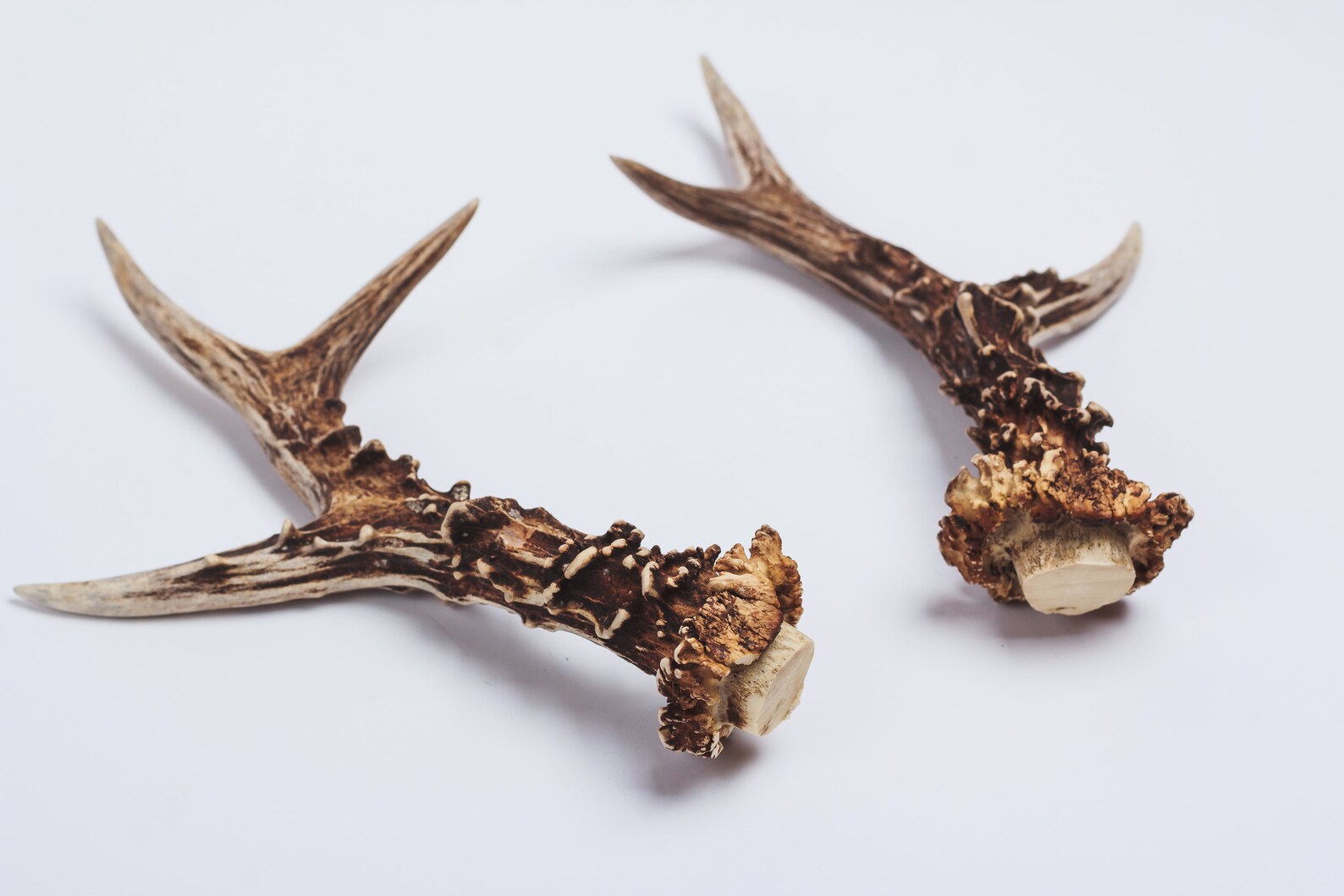 Natural Deer Antler Horns Pair Two Real Animal Horns Decor | Etsy