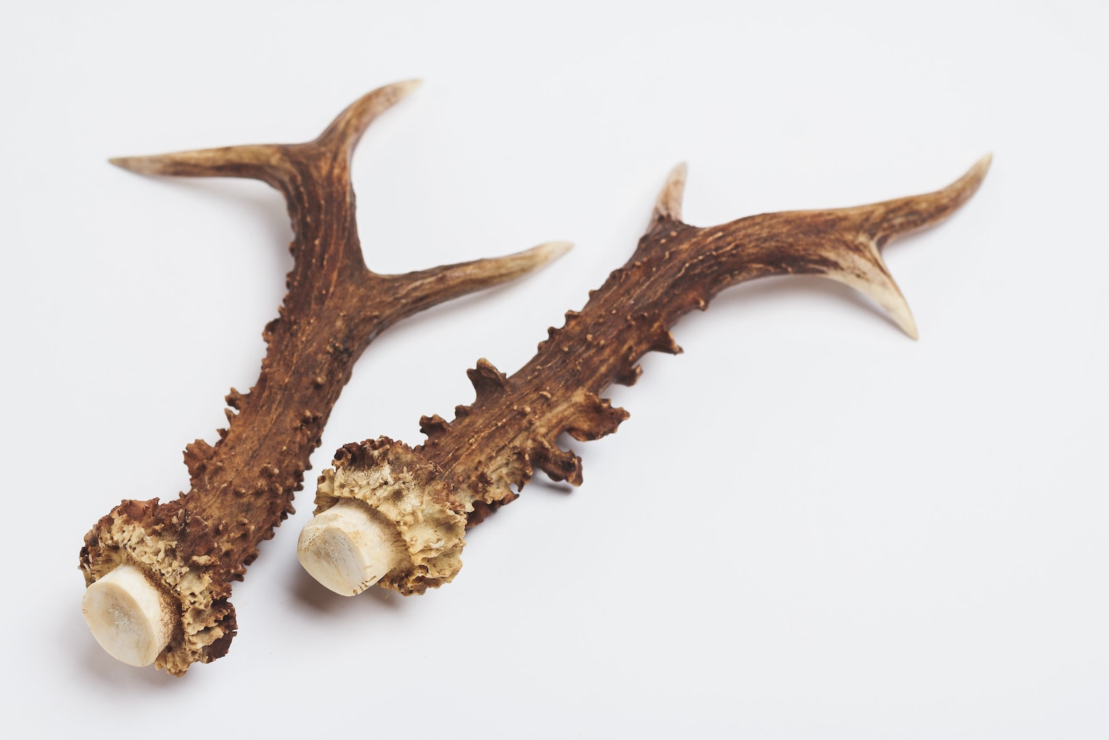 Cornes naturelles de bois de cerf Paire Deux cornes danimaux | Etsy France