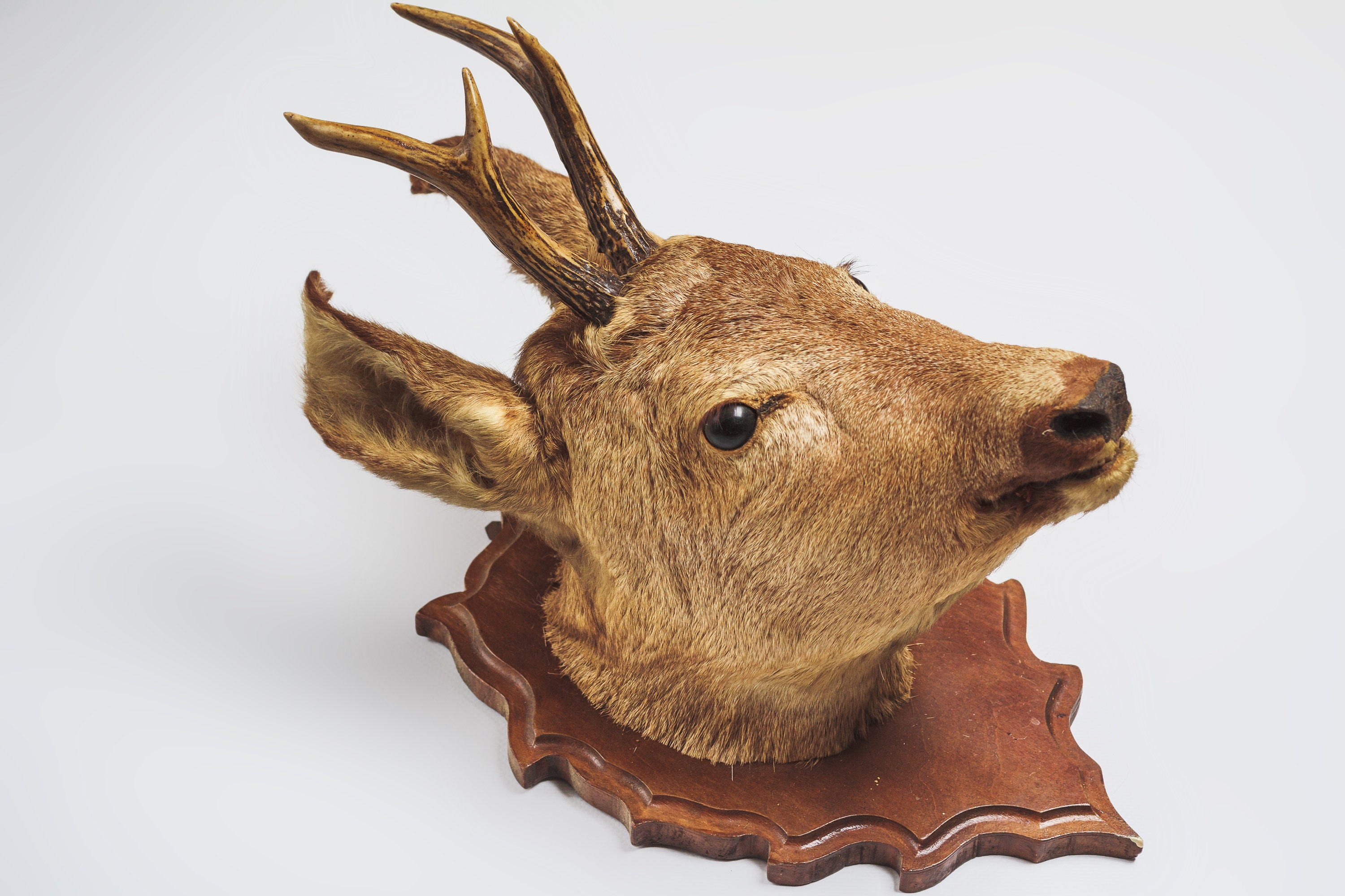 Real taxidermy deer head Natural deer antler horns Animal head | Etsy