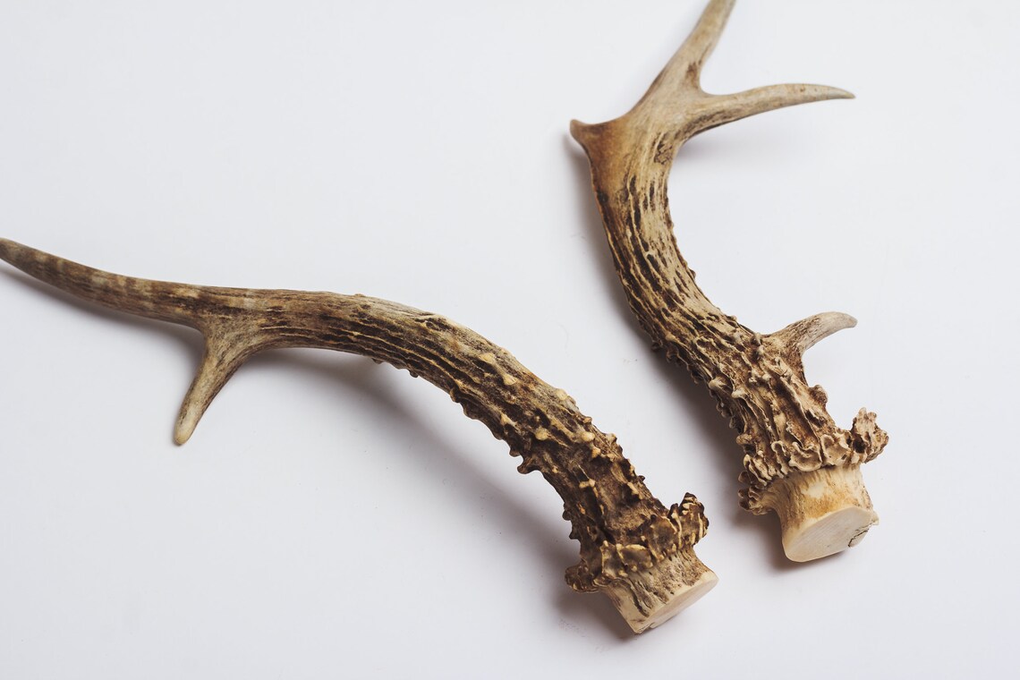 Natural Deer Antler Horns Pair Two Real Animal Horns Decor - Etsy