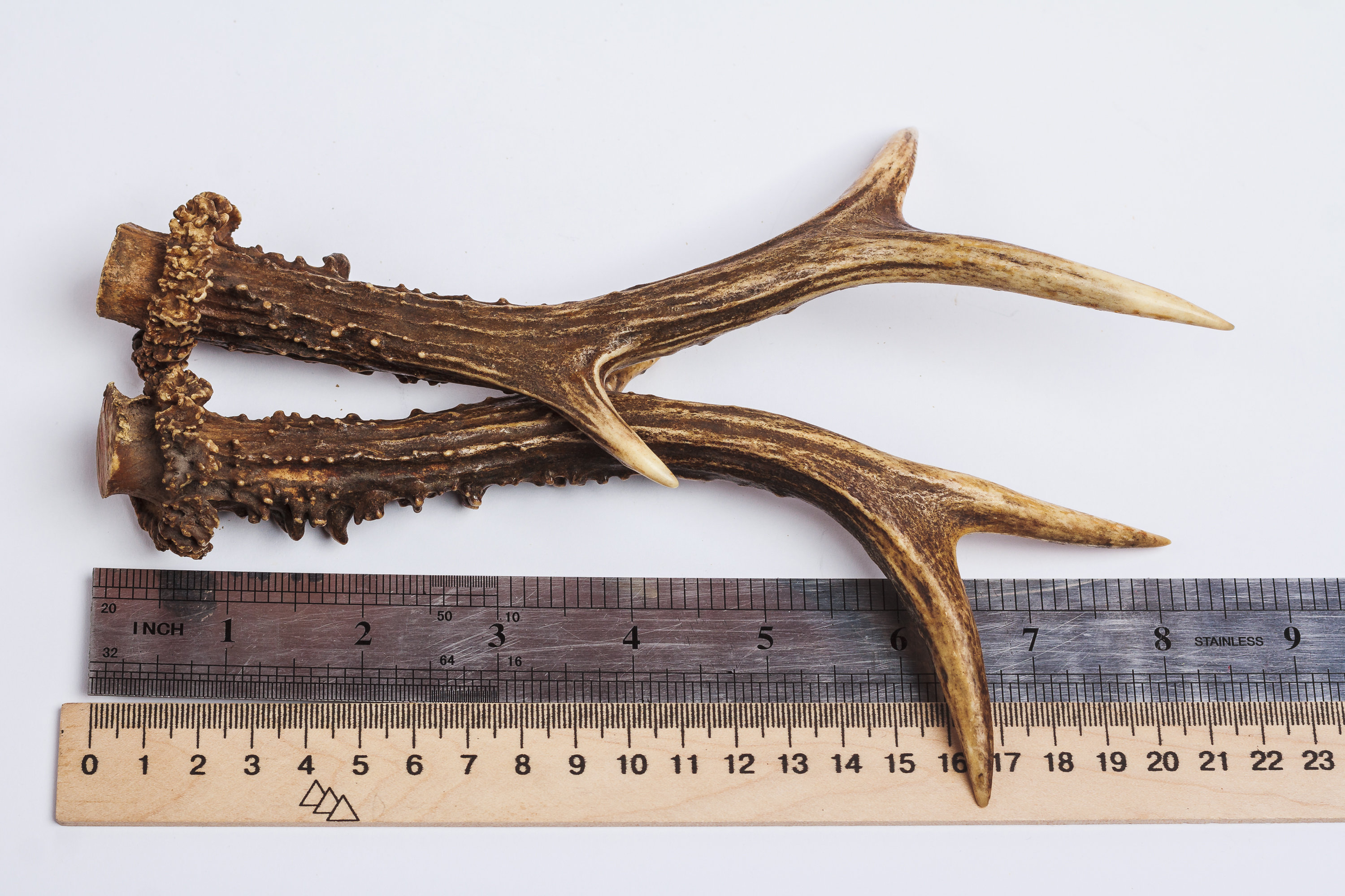 Natural Deer Antler Horns Pair Two Real Animal Horns Decor | Etsy