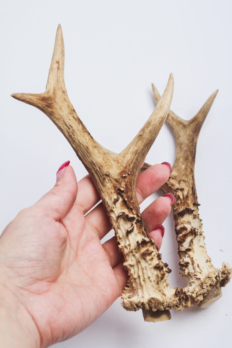 Natural Deer Antler Horns Pair Two Real Animal Horns Decor | Etsy