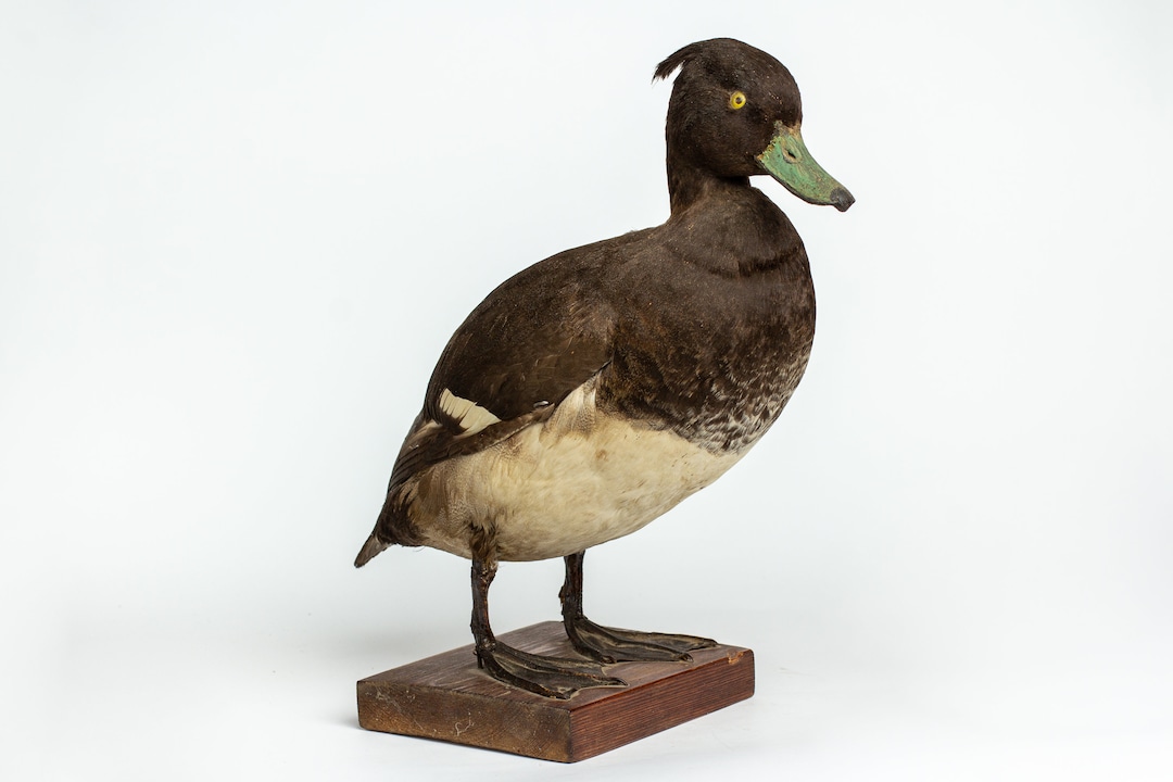 Vintage Tufted Duck Taxidermy Stuffed Duck Trophy Standing Pochard Bird ...
