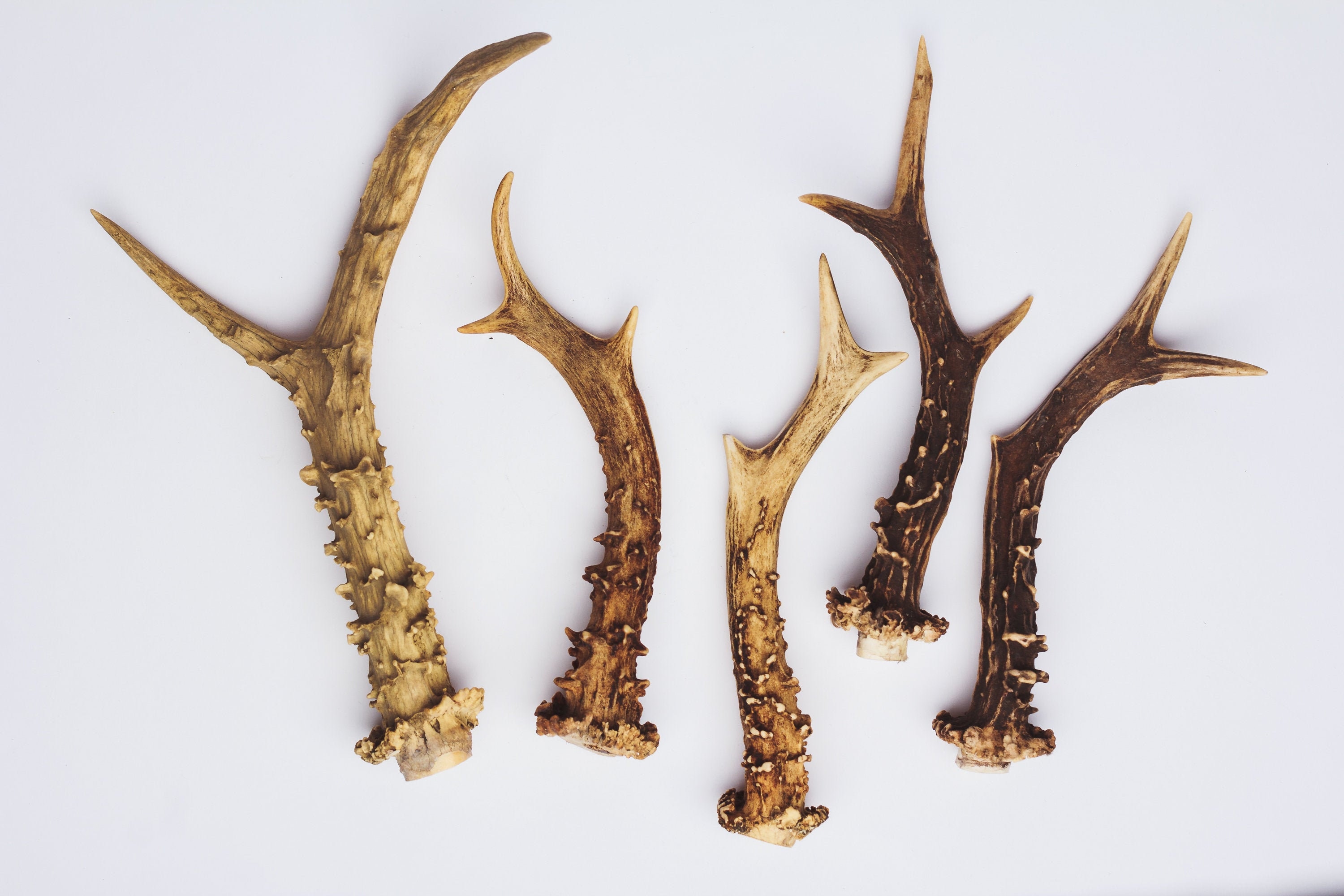 Natural Deer Antler Horns Set of 5 Real Animal Horns Decor | Etsy