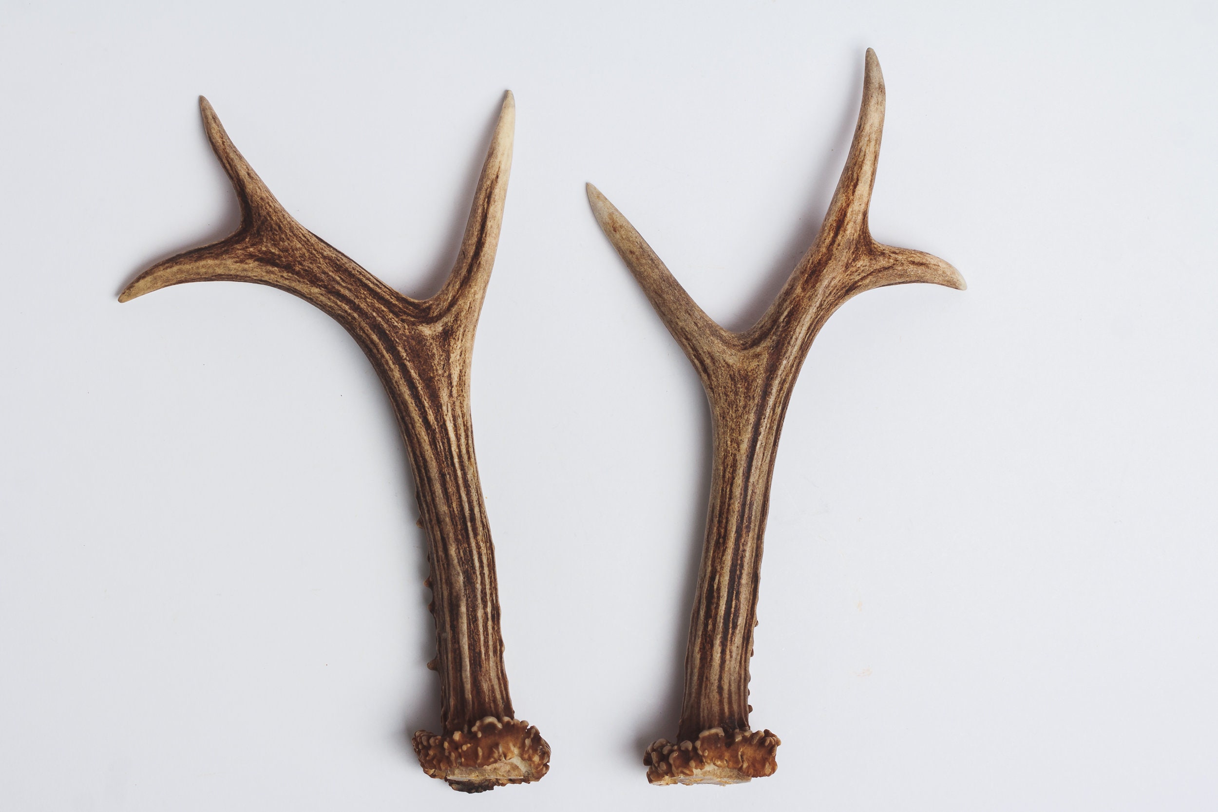 Natural Deer Antler Horns Set of 2 Real Animal Horns Decor | Etsy