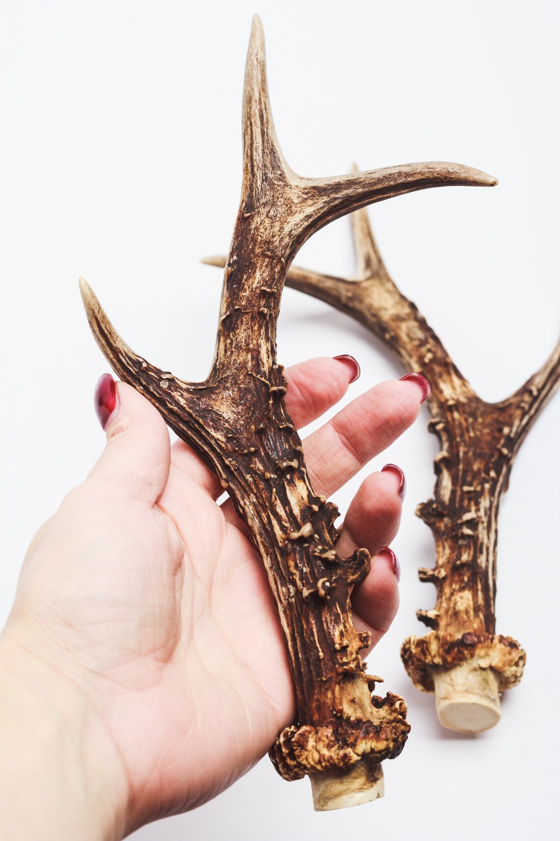 Pair Natural Deer Antler Horns Long Two Real Animal Horns | Etsy