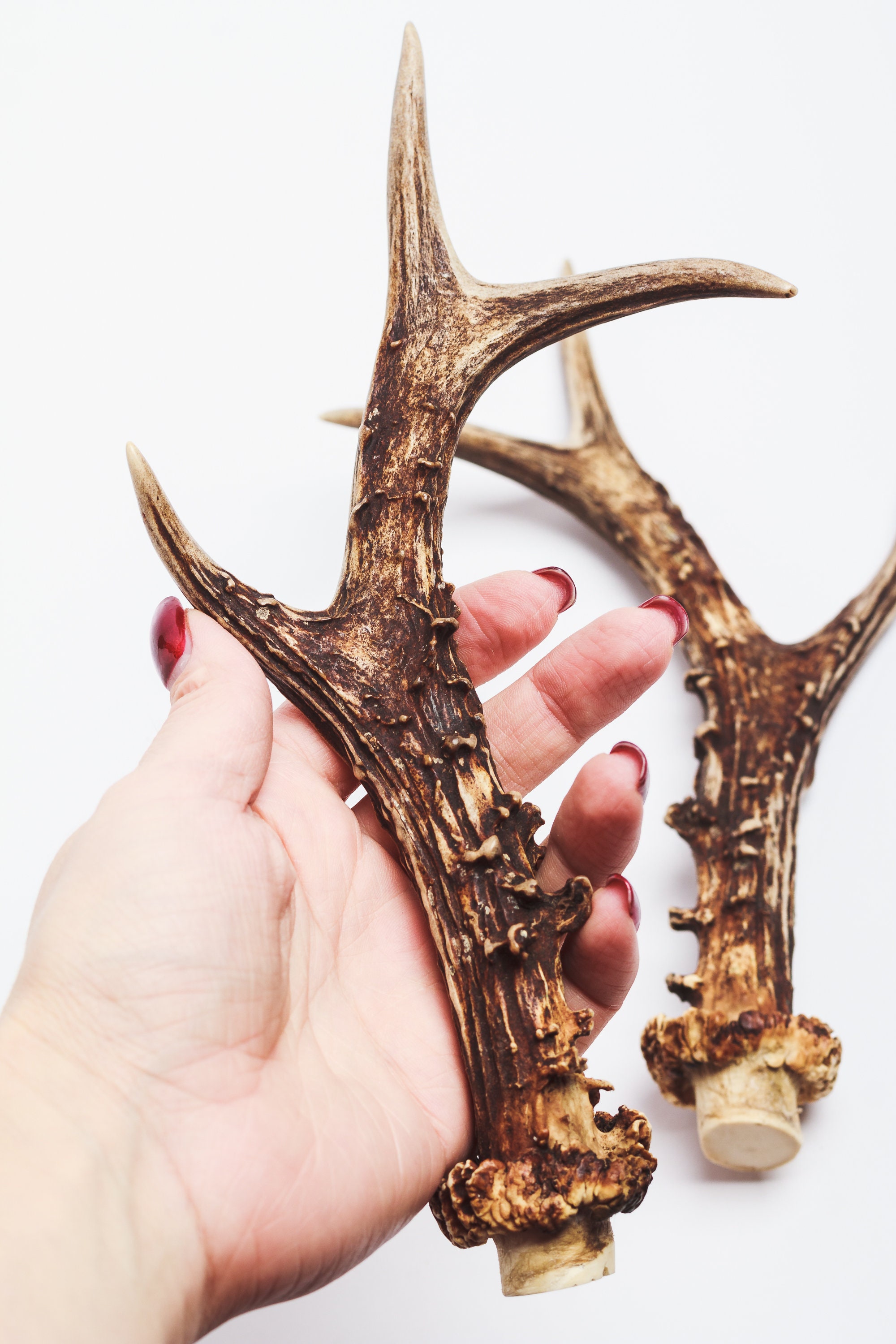 Pair Natural Deer Antler Horns Long Two Real Animal Horns | Etsy