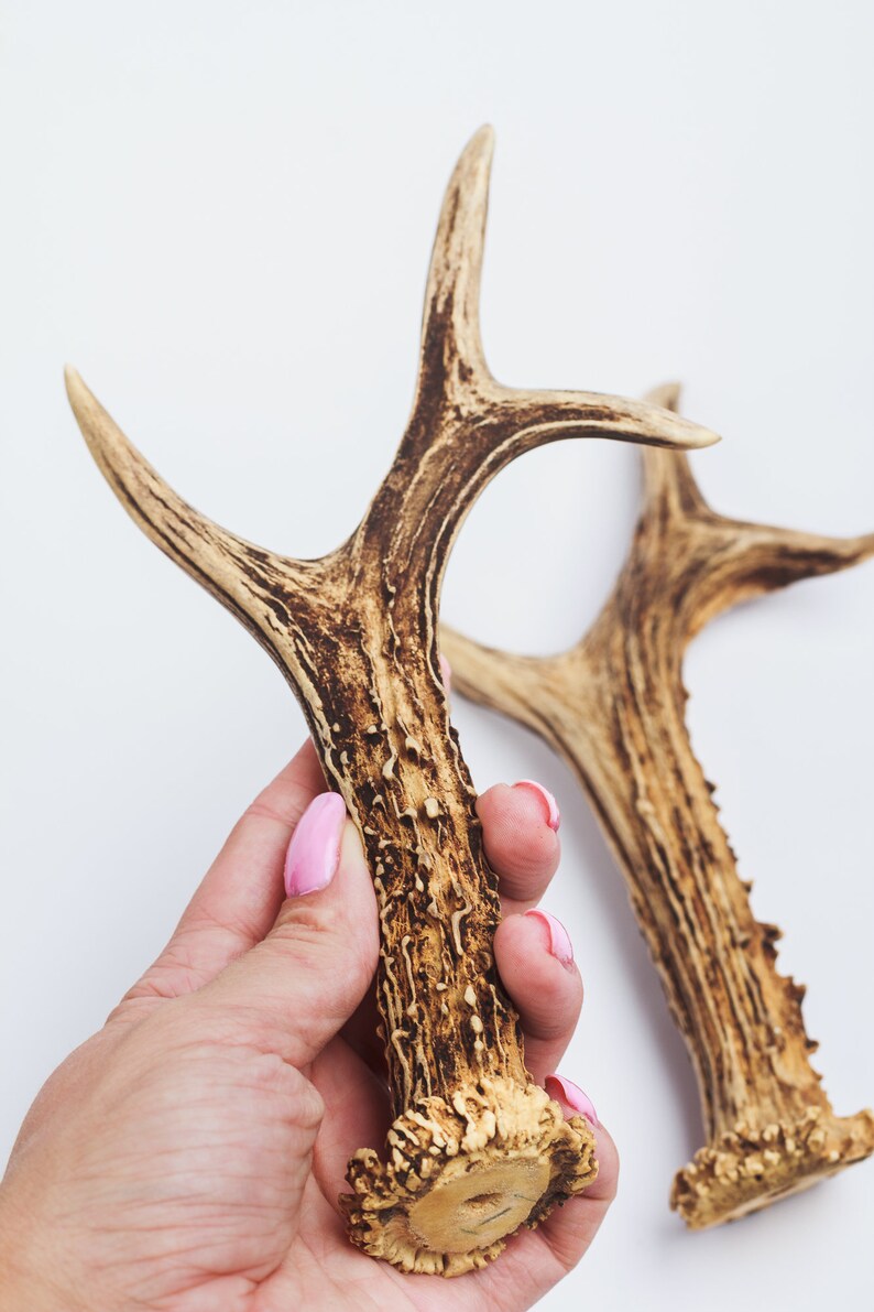 Cornes de bois de cerf naturel Paire Deux cornes d'animaux | Etsy