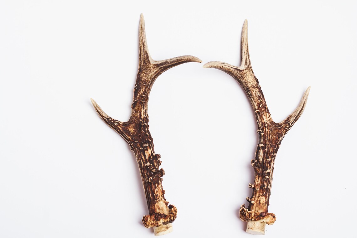 Pair Natural Deer Antler Horns Long Two Real Animal Horns | Etsy