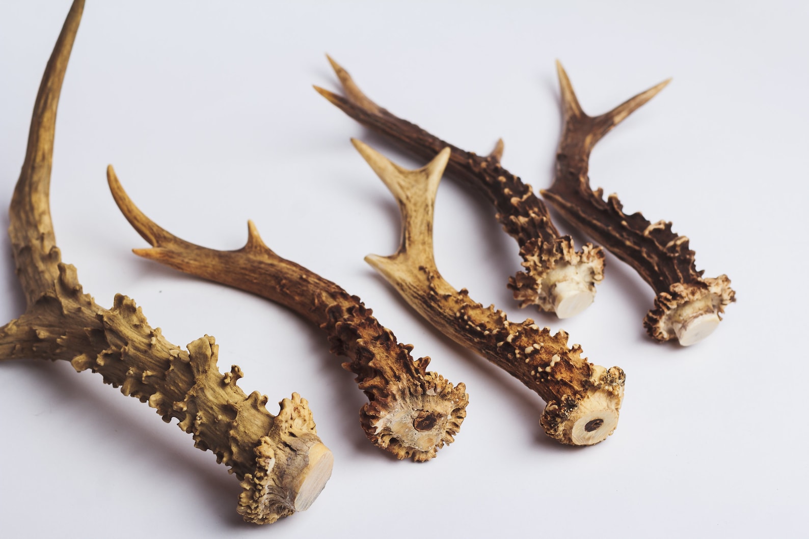 Natural Deer Antler Horns Set of 5 Real Animal Horns Decor | Etsy