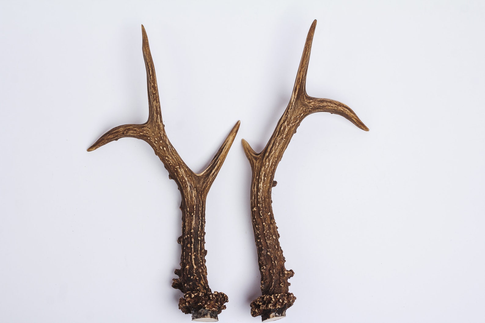 Natural Deer Antler Horns Pair Two Real Animal Horns Decor | Etsy