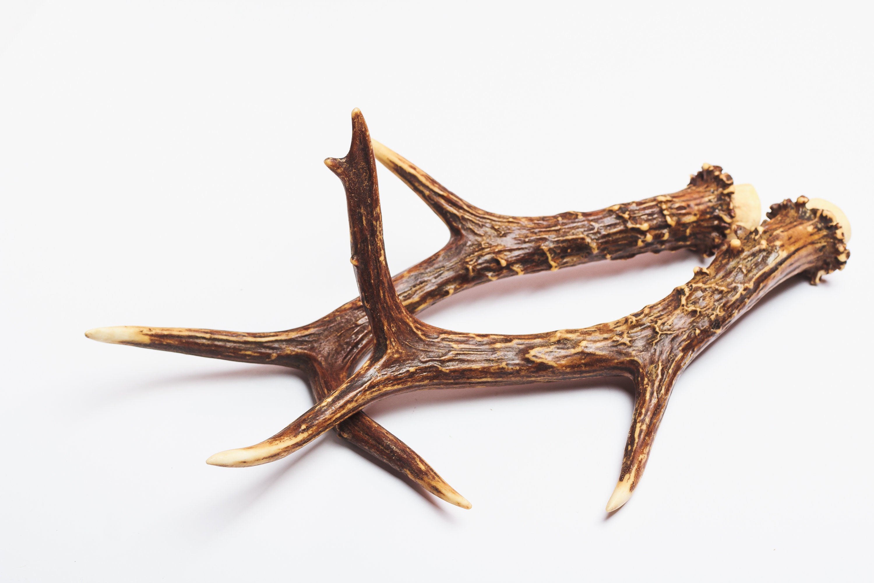 Natural Gazelle Antler Horns Pair Two Real Animal Horns Decor Vintage ...