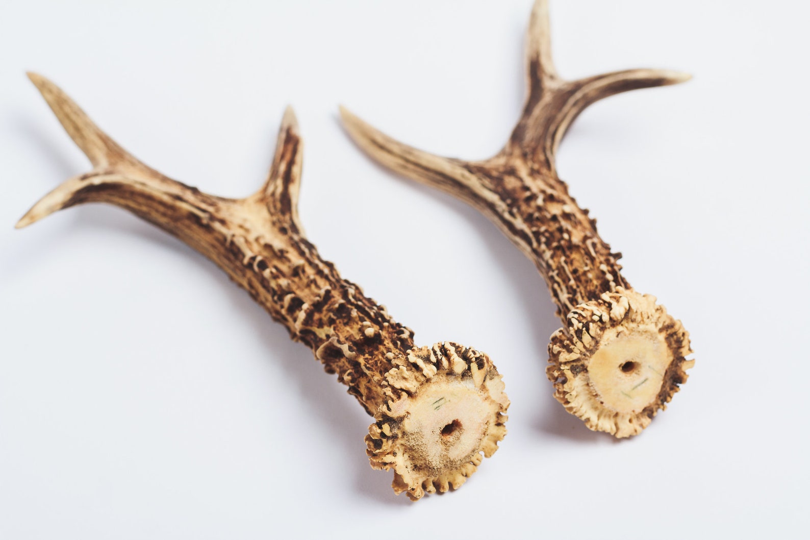 Natural Deer Antler Horns Pair Two Real Animal Horns Decor | Etsy