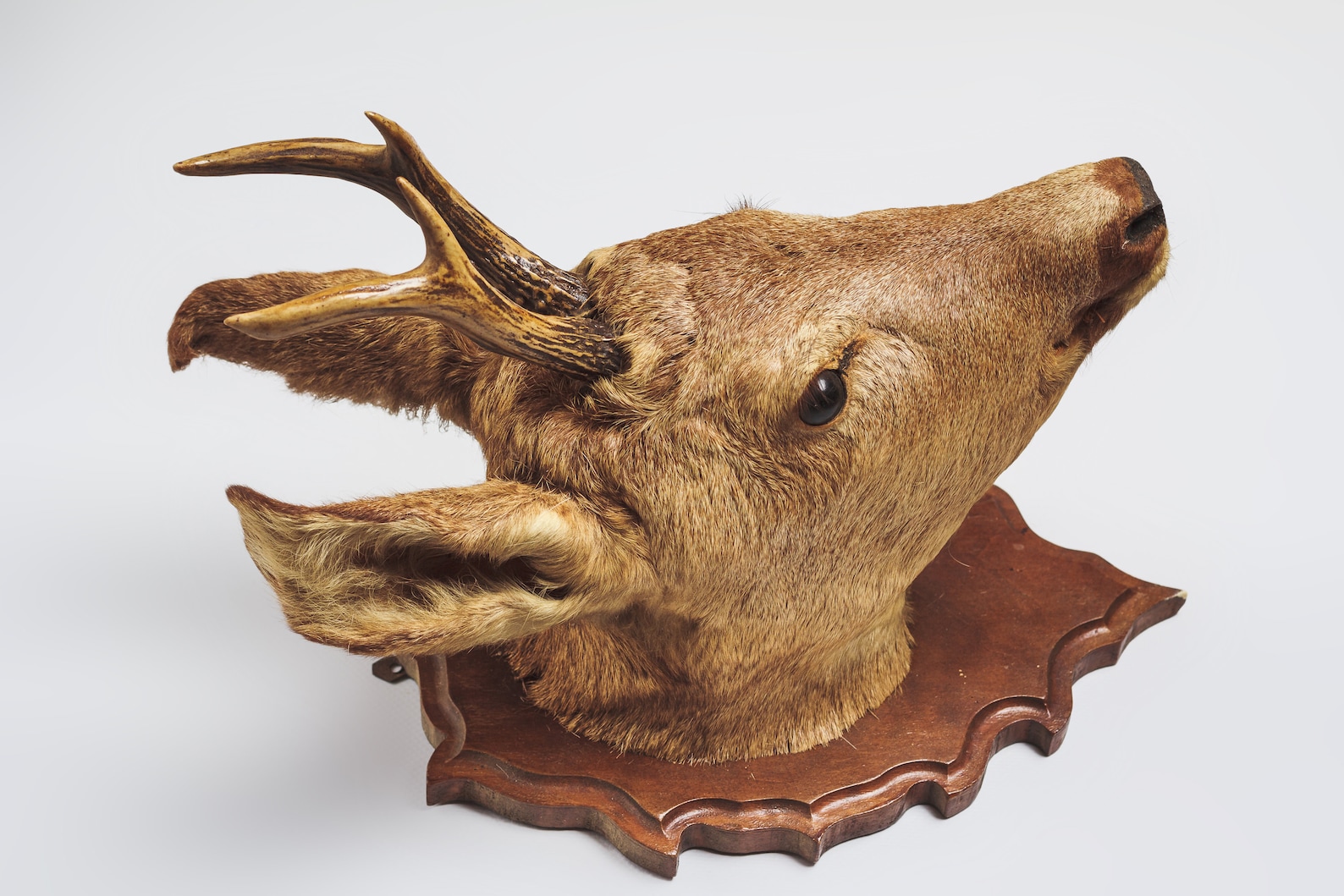 Real Taxidermy Deer Head Natural Deer Antler Horns Animal Head - Etsy