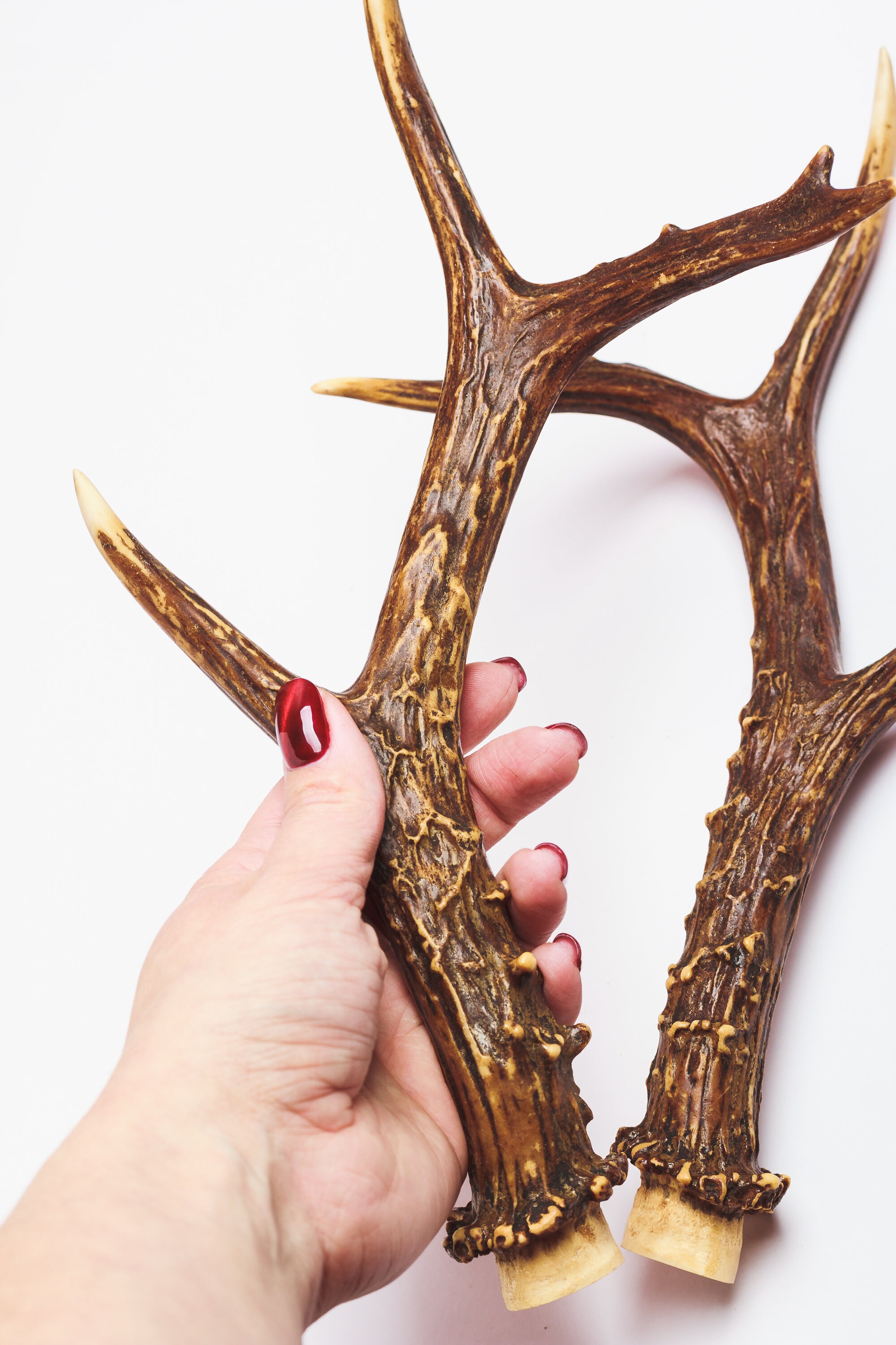 Natural Gazelle Antler Horns Pair Two Real Animal Horns Decor Vintage ...
