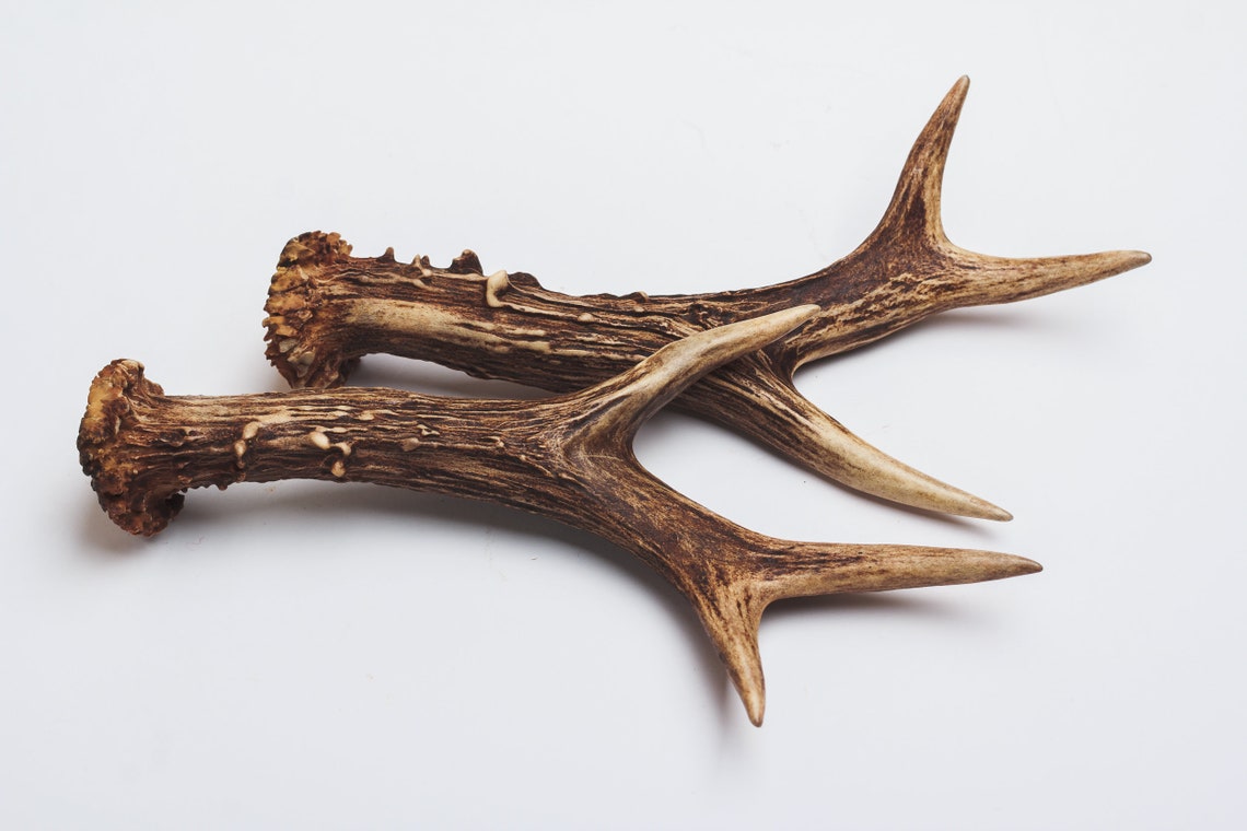 Natural deer antler horns Pair Two real animal horns decor | Etsy