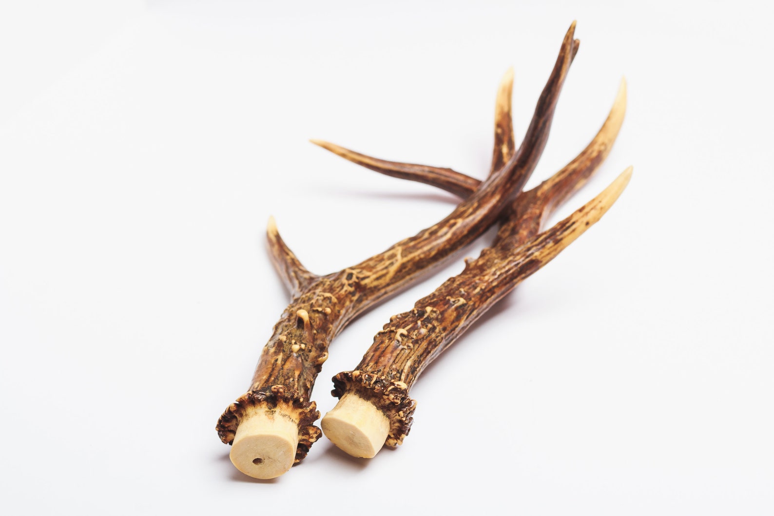 Natural Gazelle Antler Horns Pair Two Real Animal Horns Decor - Etsy