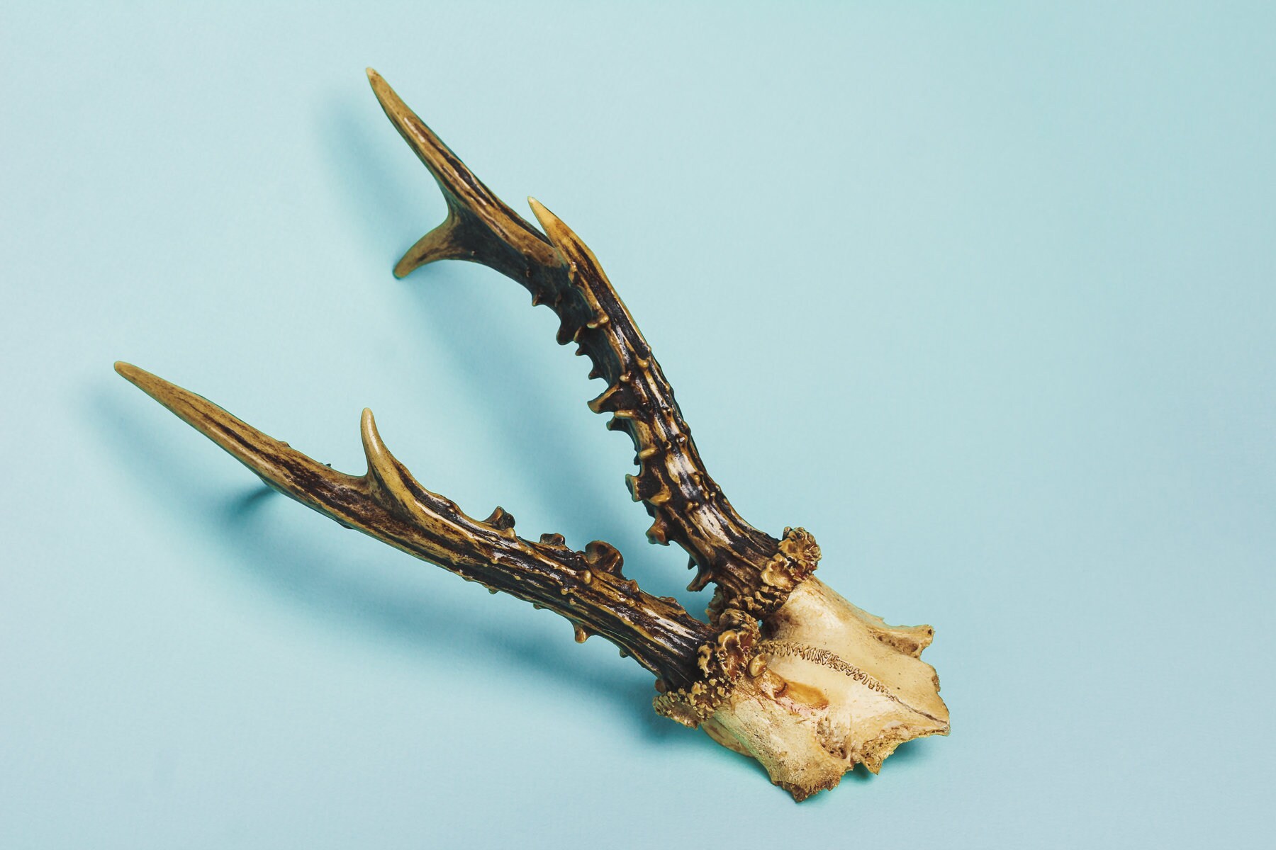 Natural Gazelle Antler Horns Pair Two Real Animal Horns Decor | Etsy