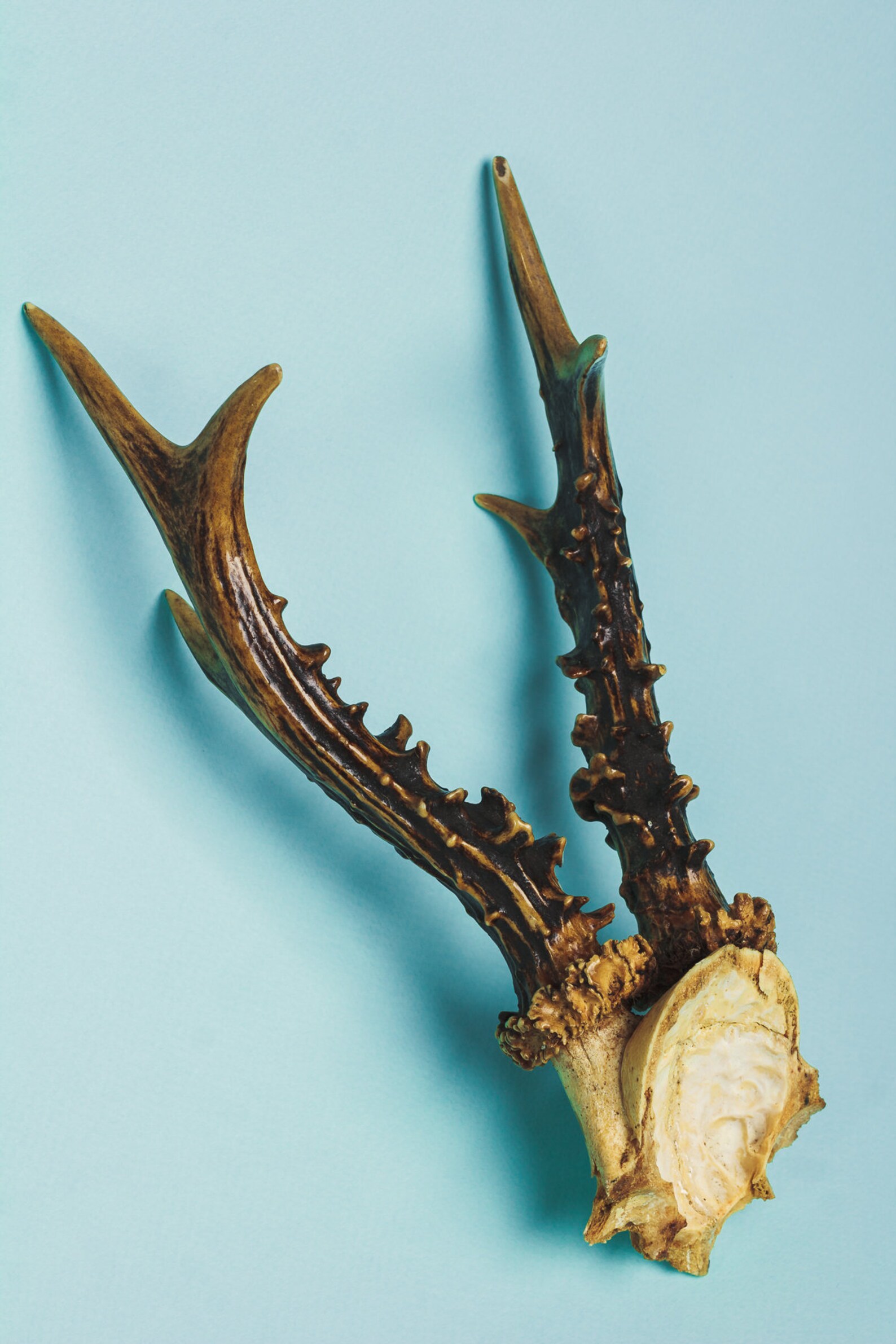 Natural Gazelle Antler Horns Pair Two Real Animal Horns Decor | Etsy