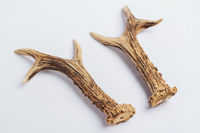 Natural Deer Antler Horns Pair Two Real Animal Horns Decor | Etsy