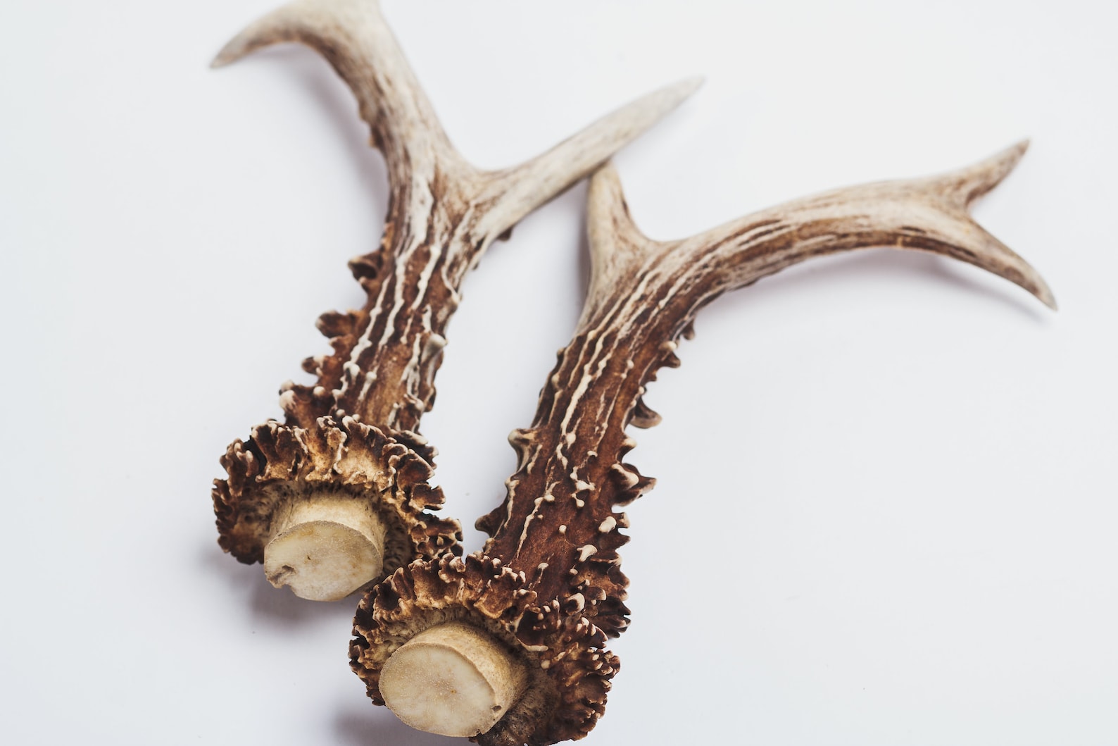 Pair Natural deer antler horns Long Two real animal horns | Etsy