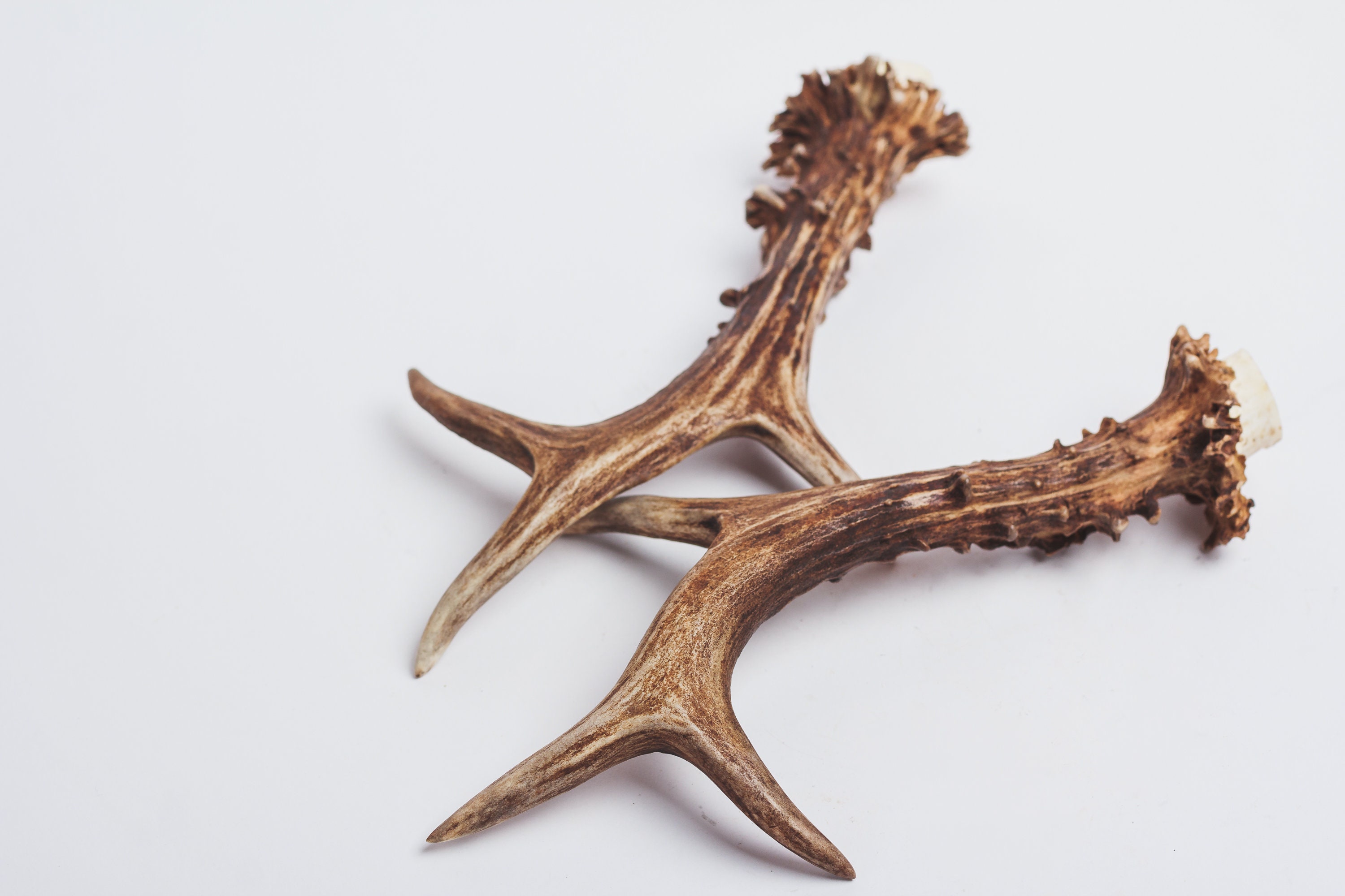 Natural deer antler horns Pair Two real animal horns decor | Etsy