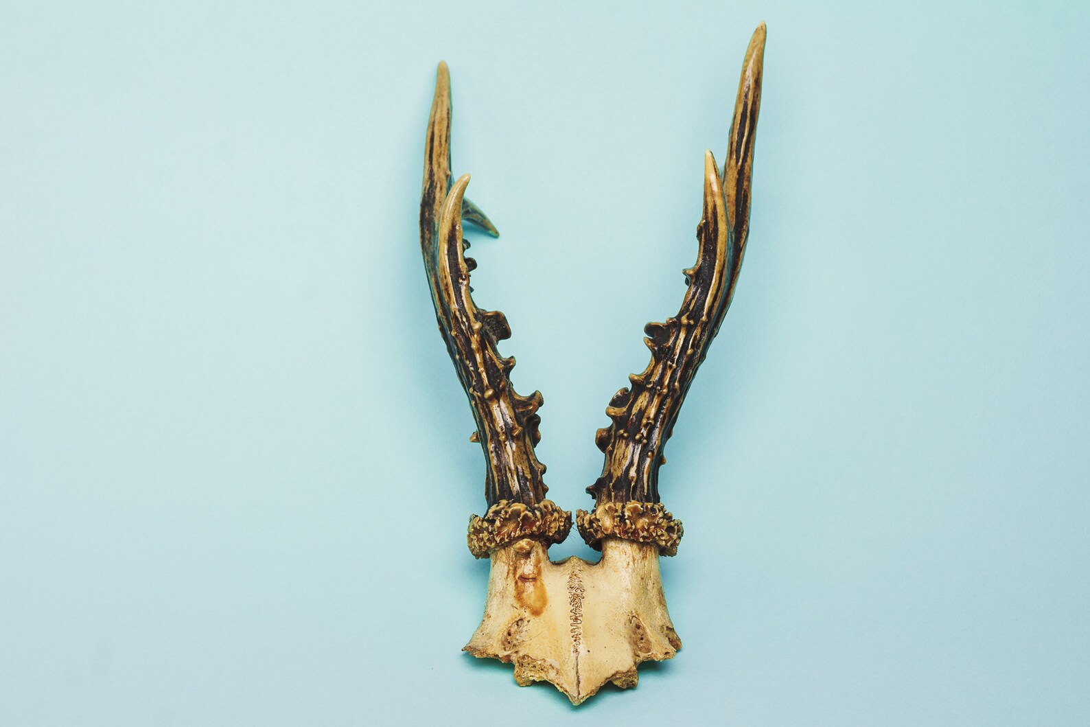 Natural Gazelle Antler Horns Pair Two Real Animal Horns Decor | Etsy