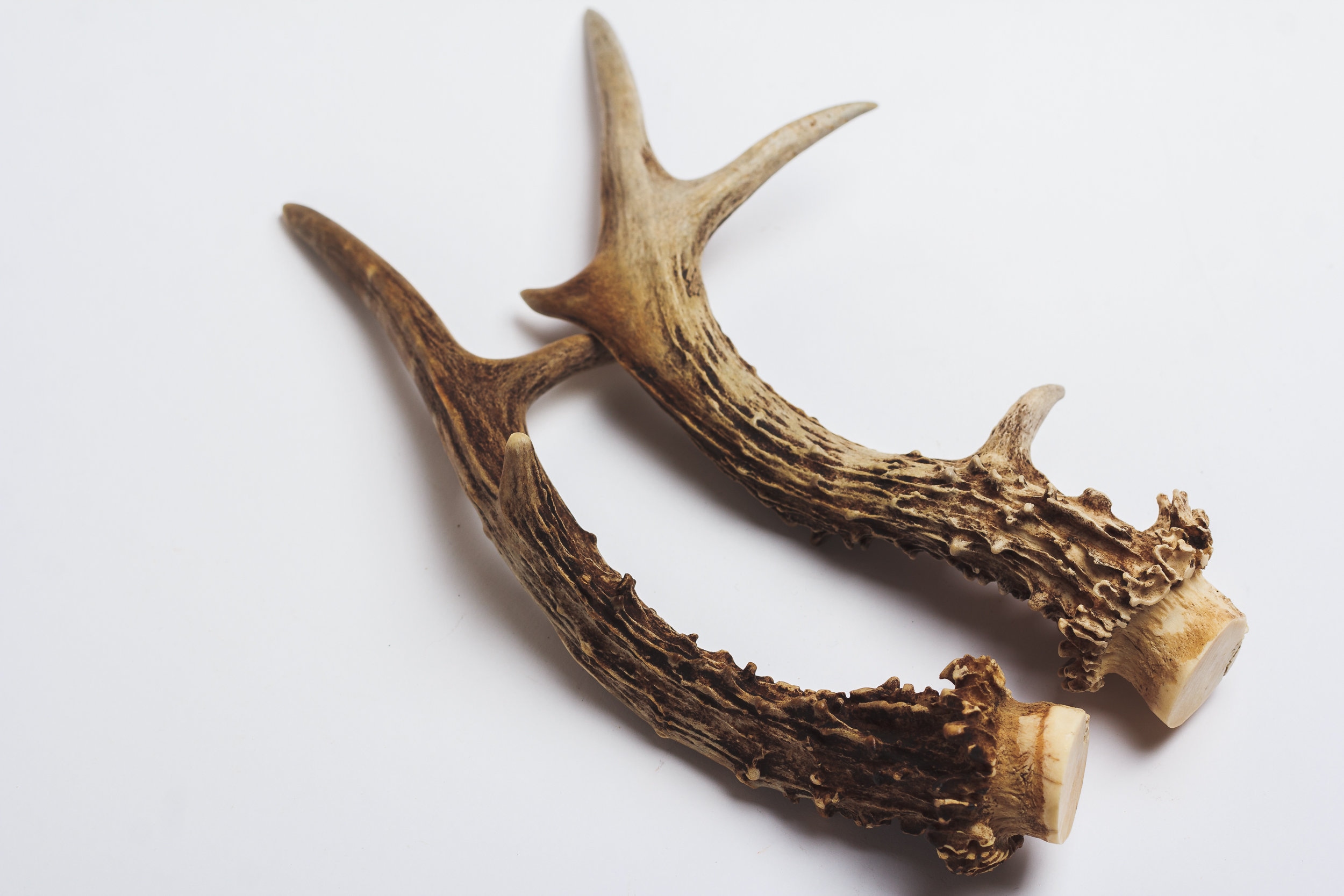 Natural Deer Antler Horns Pair Two Real Animal Horns Decor - Etsy