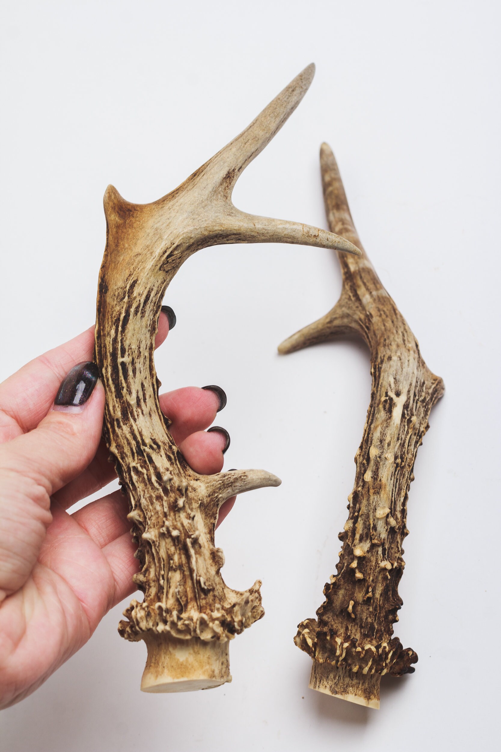 Natural Deer Antler Horns Pair Two Real Animal Horns Decor - Etsy