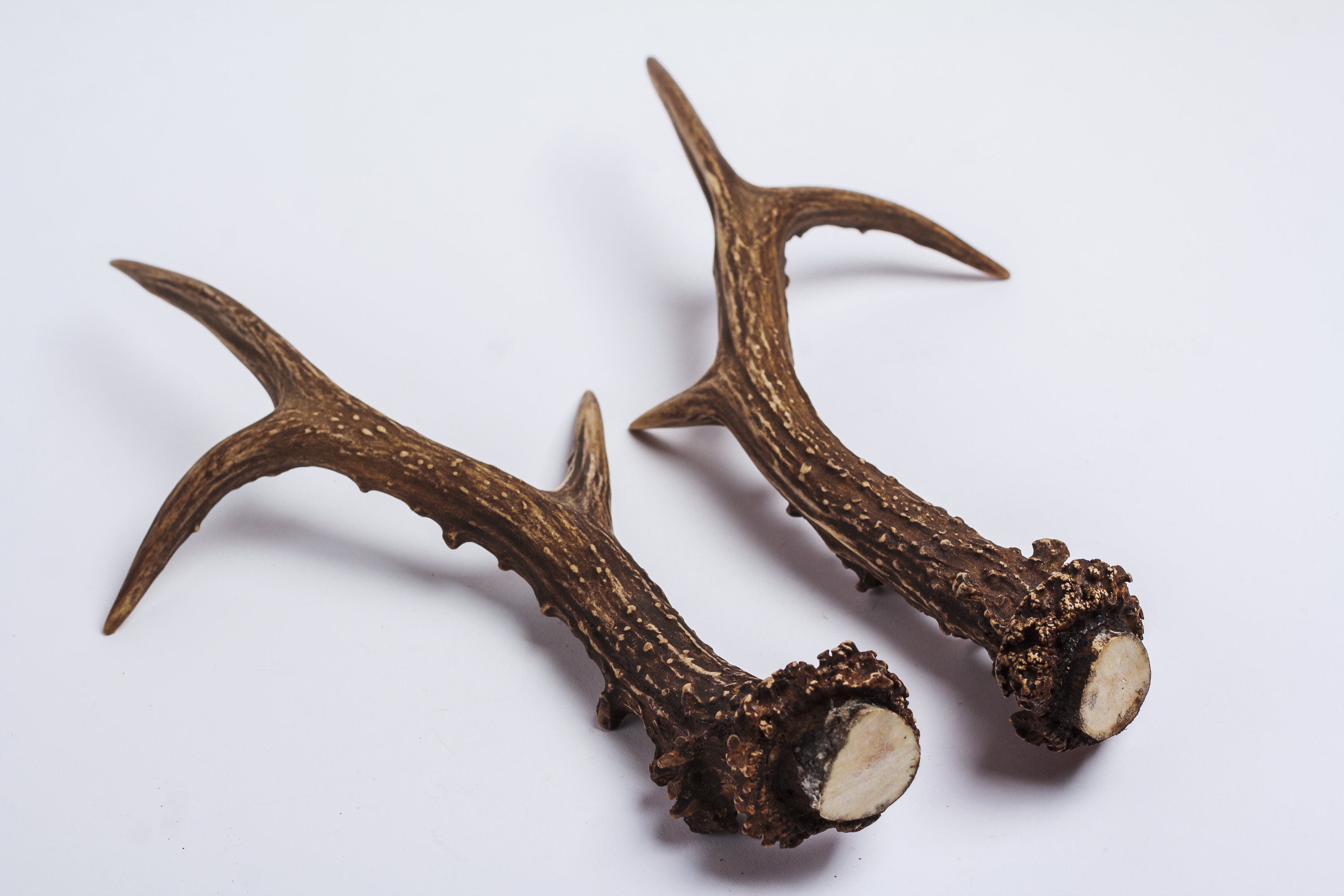 Natural Deer Antler Horns Pair Two Real Animal Horns Decor | Etsy