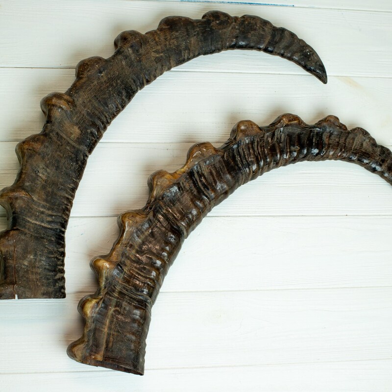 Gazelle Horns - Etsy