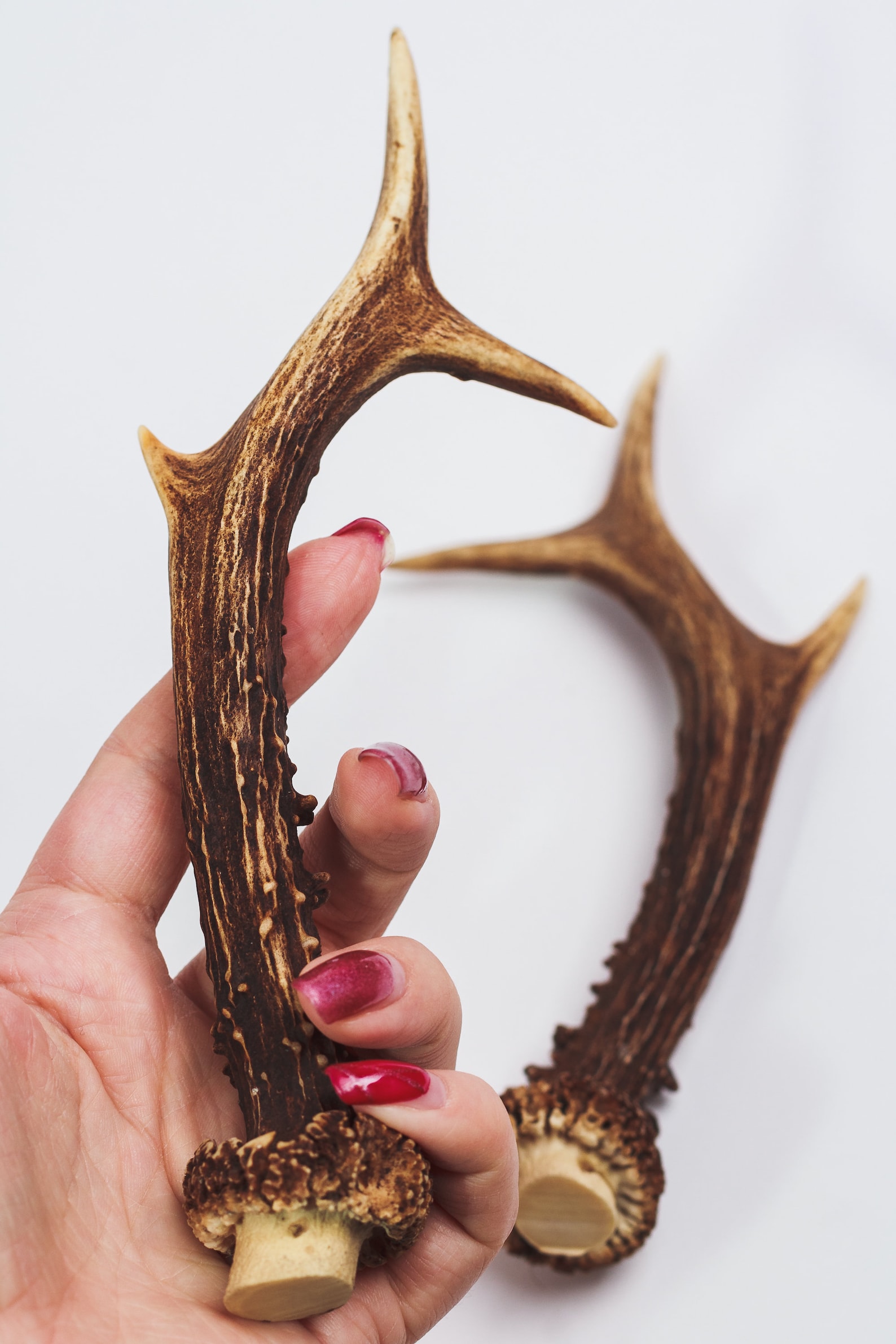Natural Deer Antler Skull Horns Pair Two Real Animal Horns - Etsy