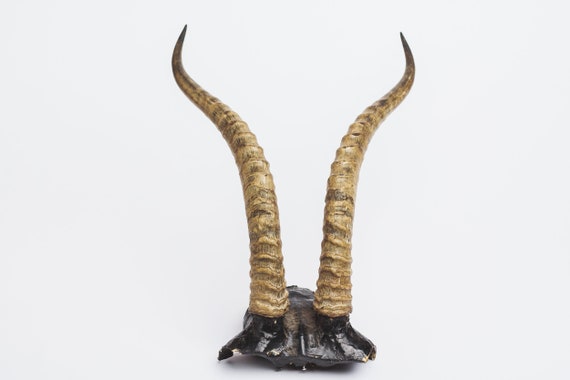 Natural Gazelle Antler Horns Pair Two Real Animal Horns Decor | Etsy