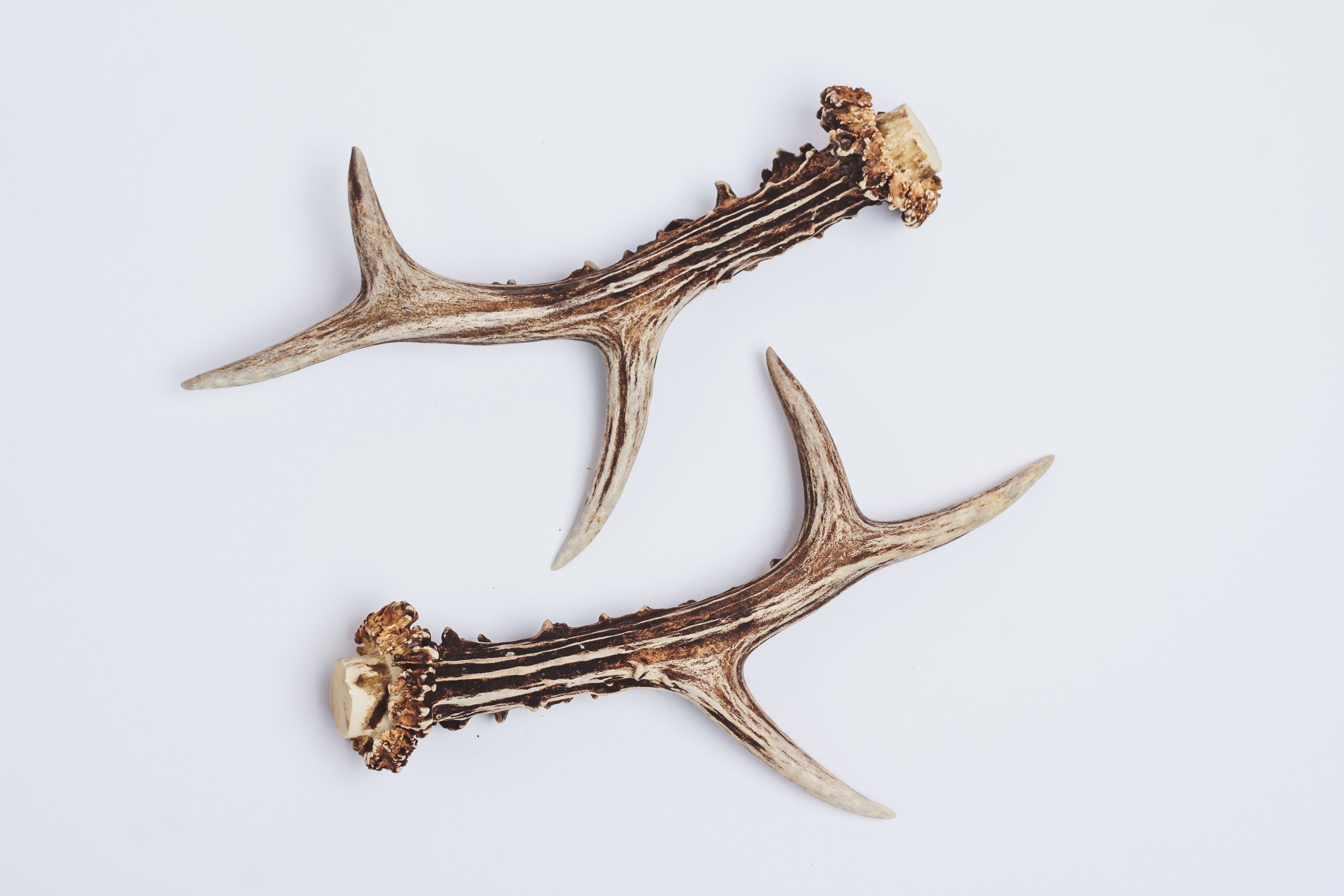 Natural Deer Antler Horns Pair Two Real Animal Horns Decor | Etsy