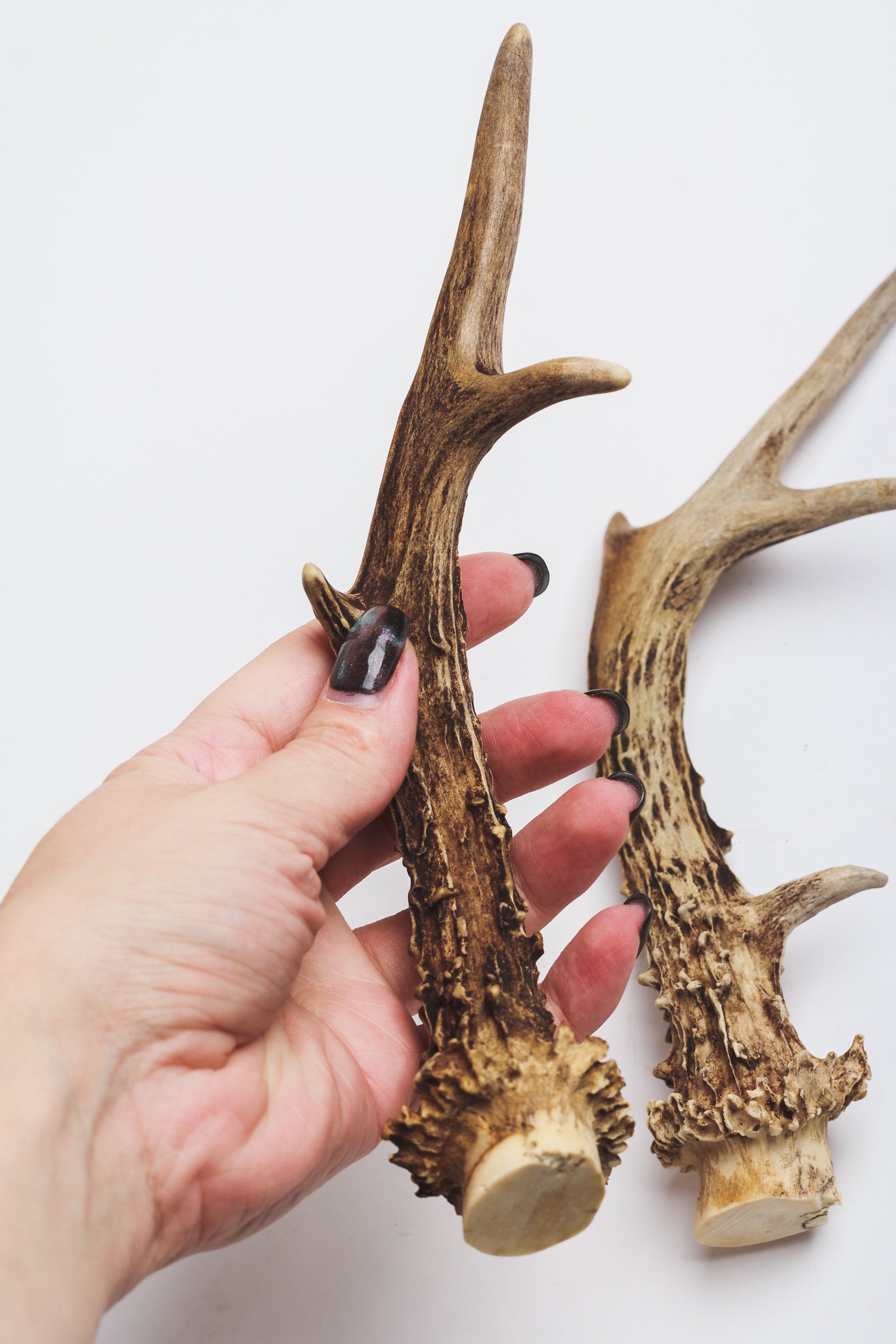 Natural Deer Antler Horns Pair Two Real Animal Horns Decor - Etsy