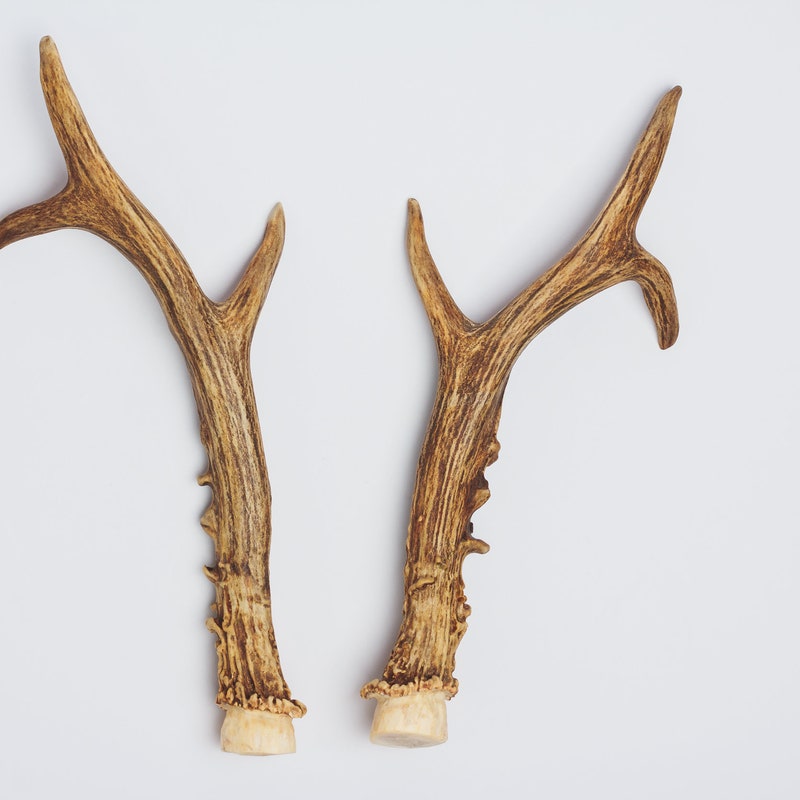 Real Mounted Deer Head - Etsy