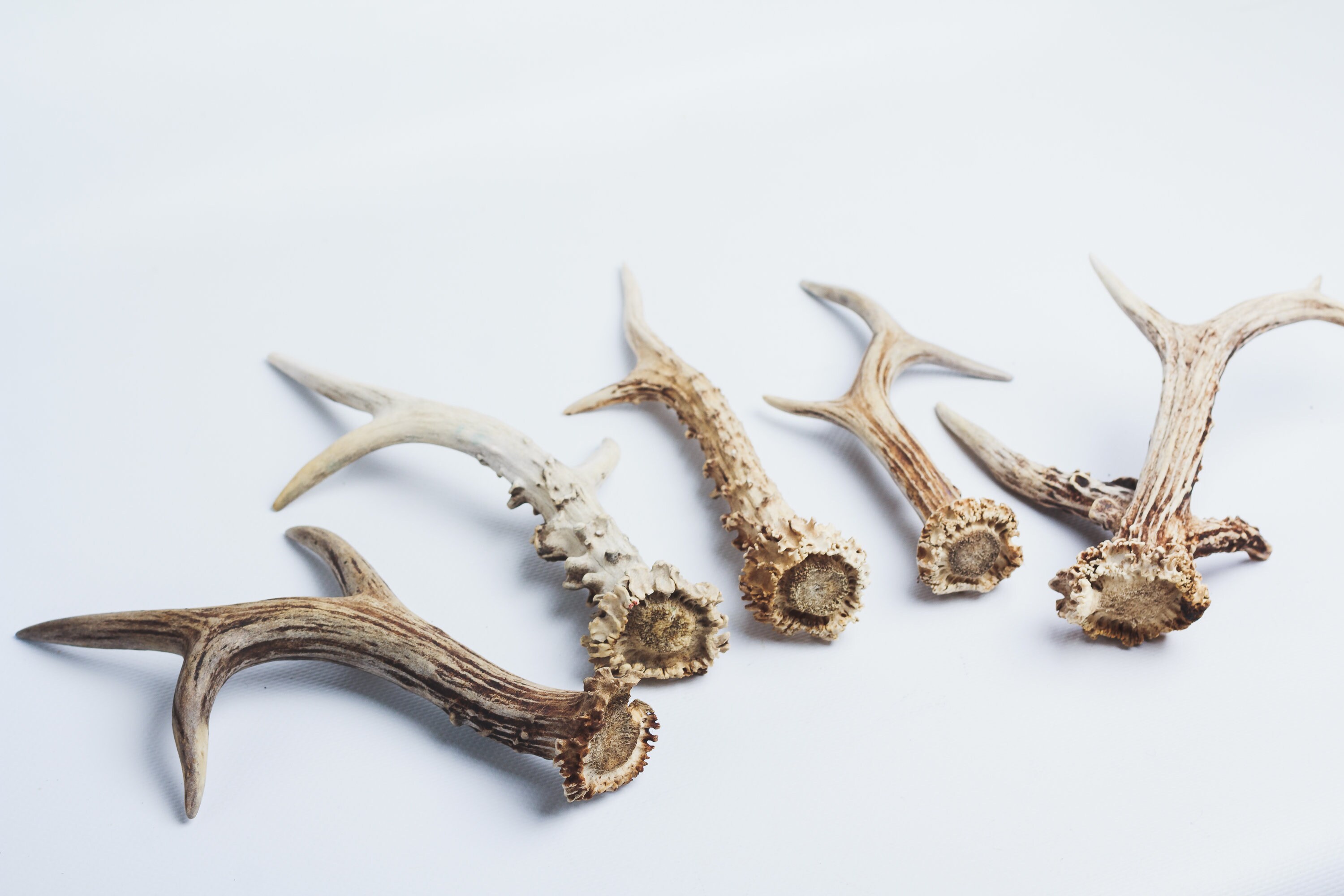 Natural Deer Antler Horns Pair Two Real Animal Horns Decor - Etsy