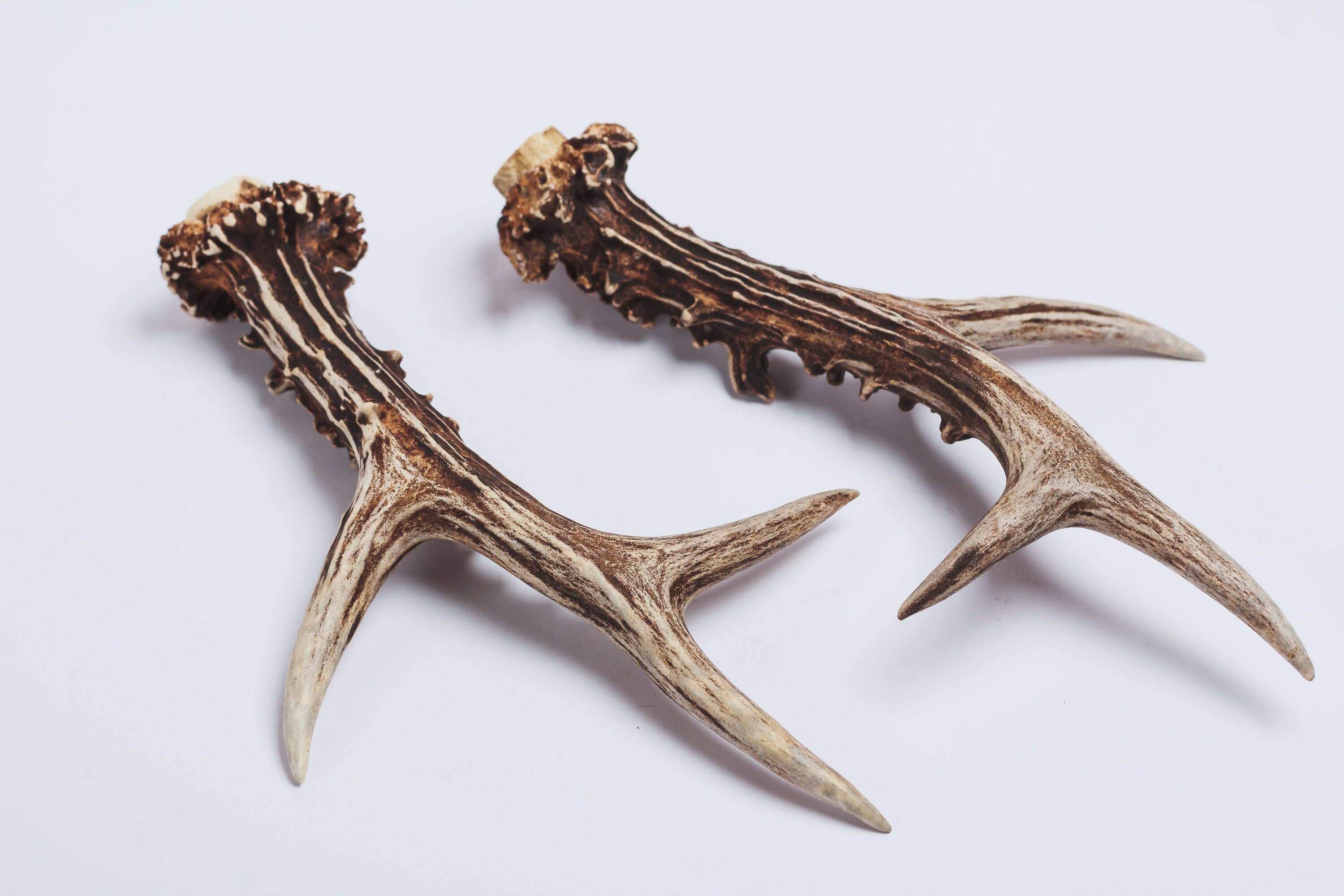 Natural Deer Antler Horns Pair Two Real Animal Horns Decor | Etsy