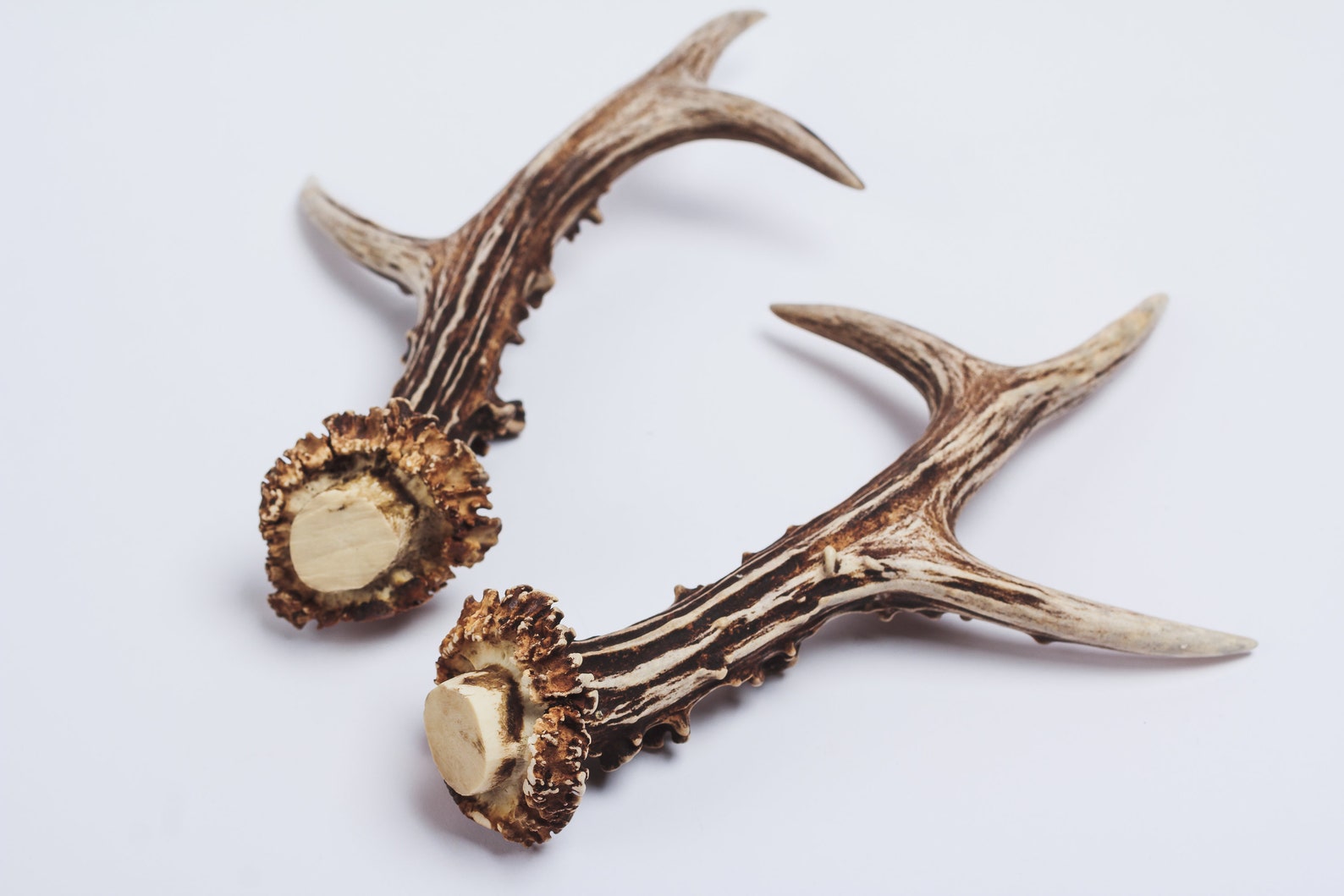 Natural Deer Antler Horns Pair Two Real Animal Horns Decor | Etsy