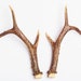 Natural Gazelle Antler Horns Pair Two Real Animal Horns Decor - Etsy