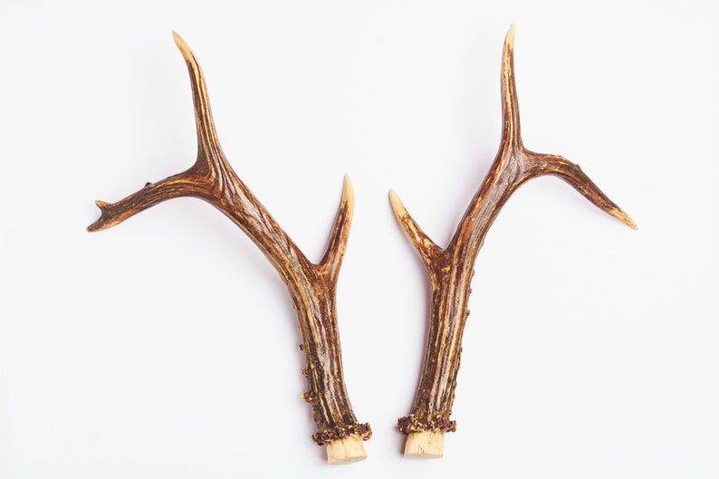 Natural Gazelle Antler Horns Pair Two Real Animal Horns Decor Vintage ...