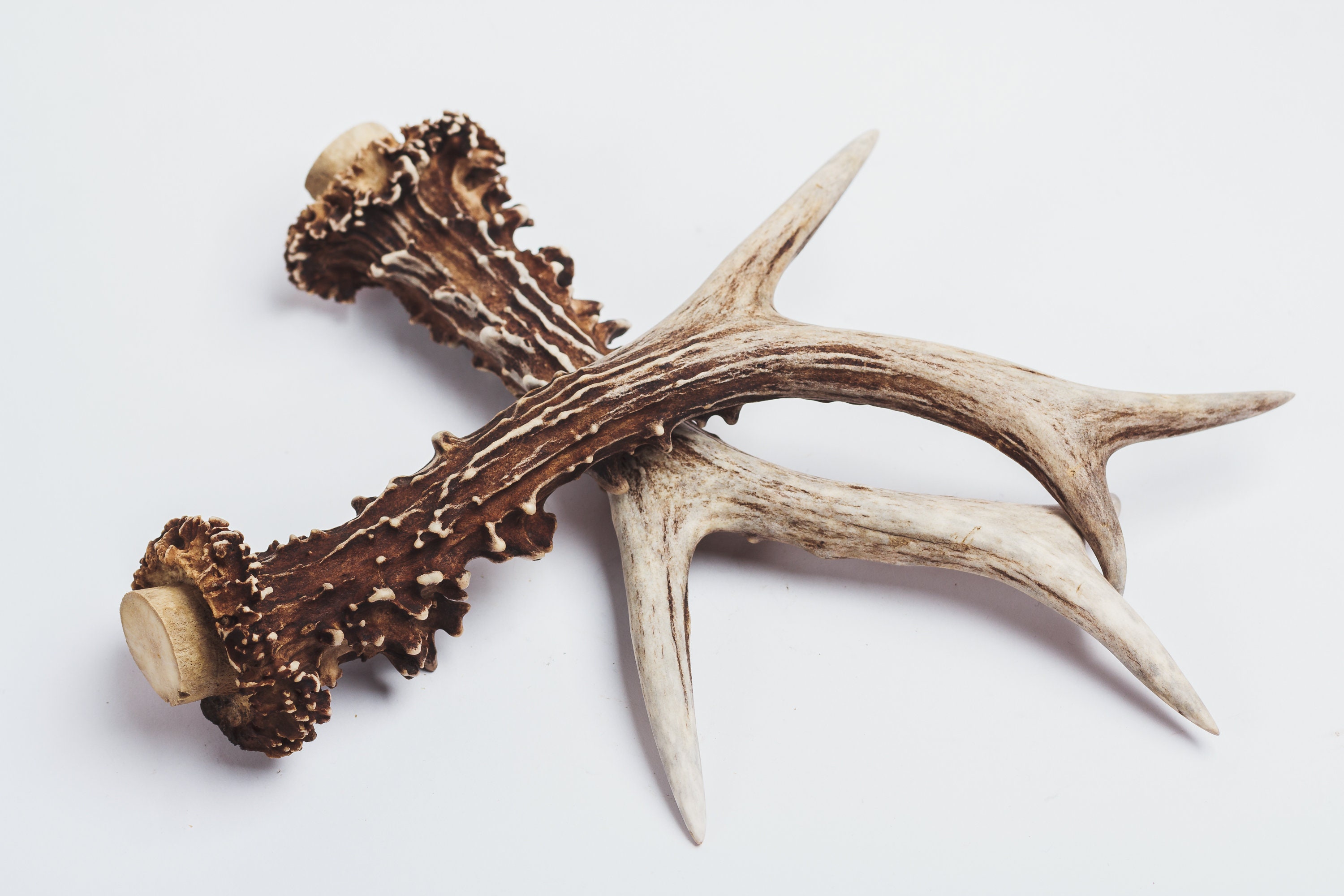 Pair Natural deer antler horns Long Two real animal horns | Etsy