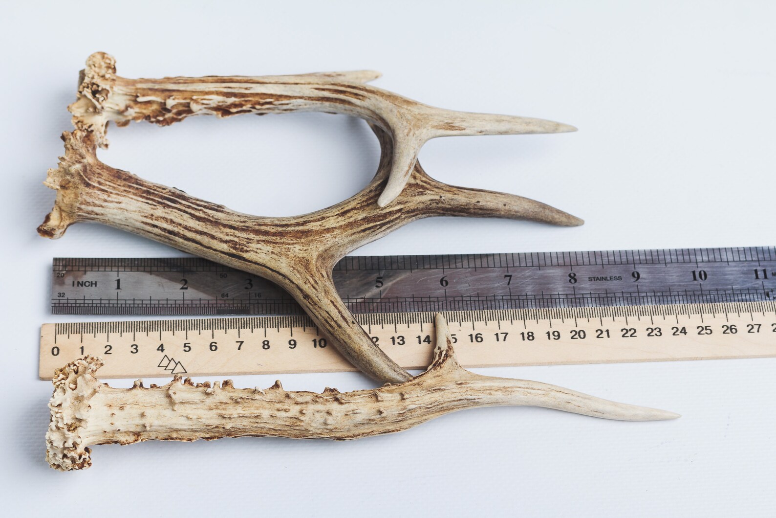 Natural Deer Antler Horns Pair Two Real Animal Horns Decor - Etsy