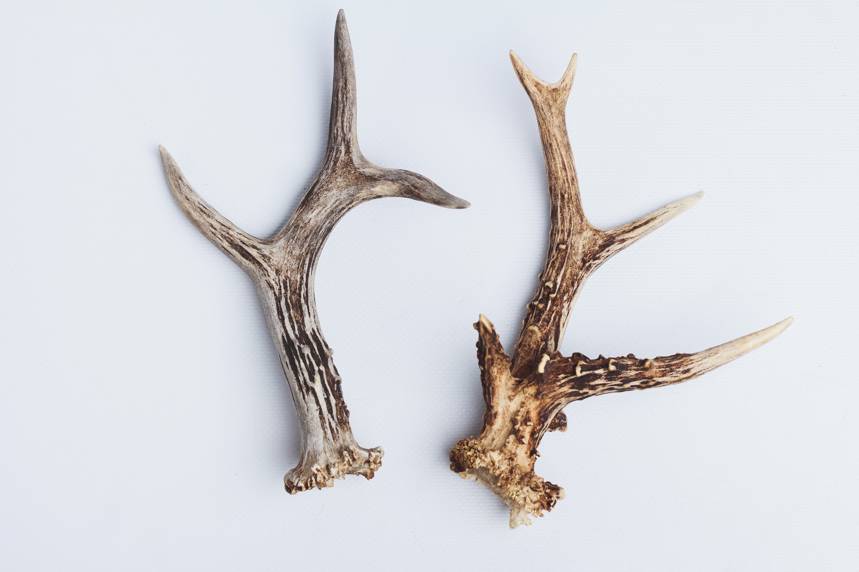 Natural Deer Antler Horns Pair Two Real Animal Horns Decor - Etsy