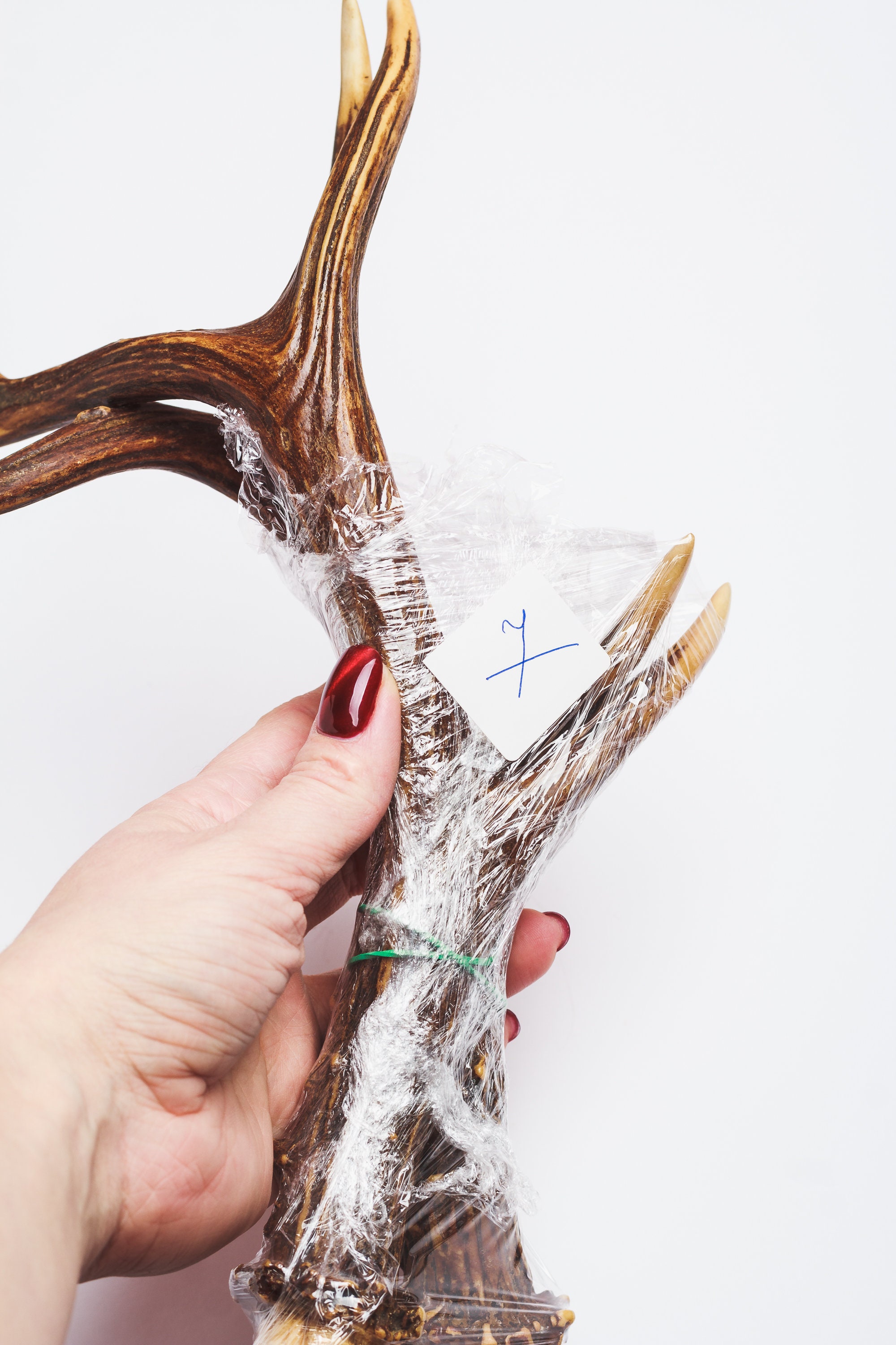 Natural Gazelle Antler Horns Pair Two Real Animal Horns Decor Vintage ...