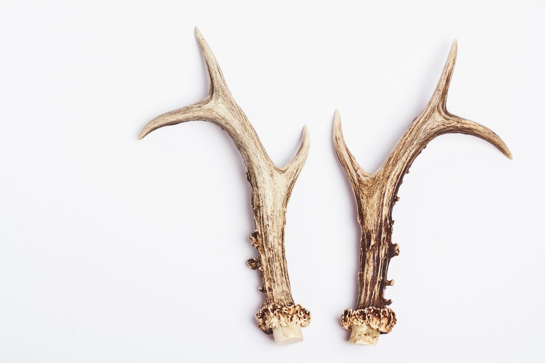 Pair Natural Deer Antler Horns Long Two Real Animal Horns - Etsy