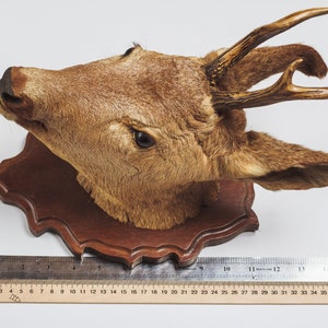 Real Taxidermy Deer Head Natural Deer Antler Horns Animal Head - Etsy