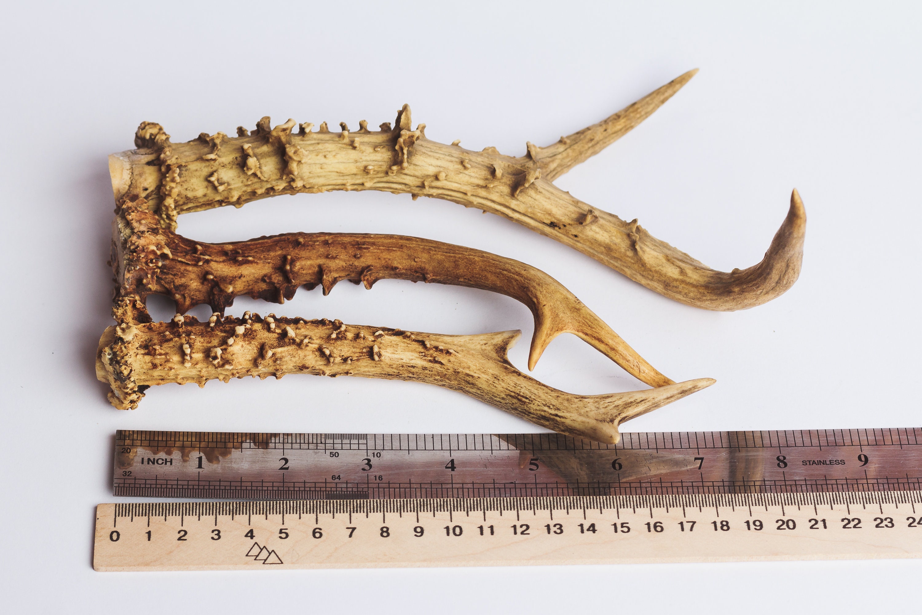 Natural Deer Antler Horns Set of 5 Real Animal Horns Decor | Etsy